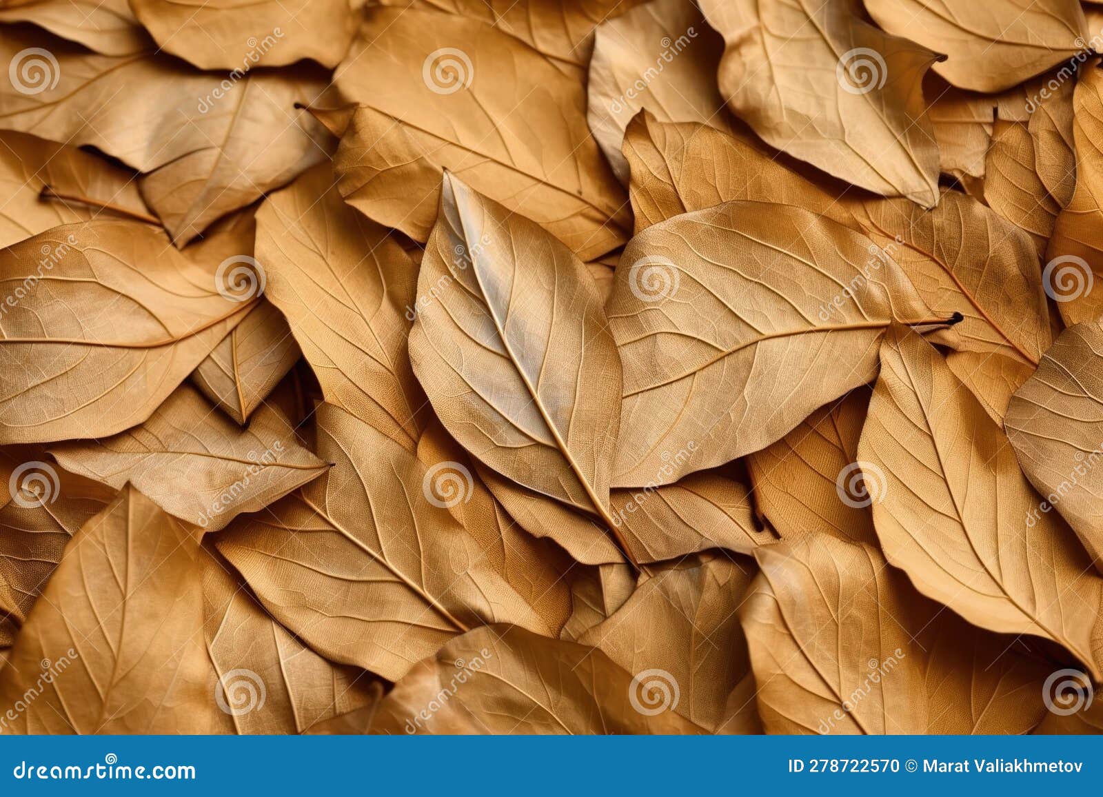 Dried Tree Leaves are Multicolored Filled Background. Texture Herbarium ...