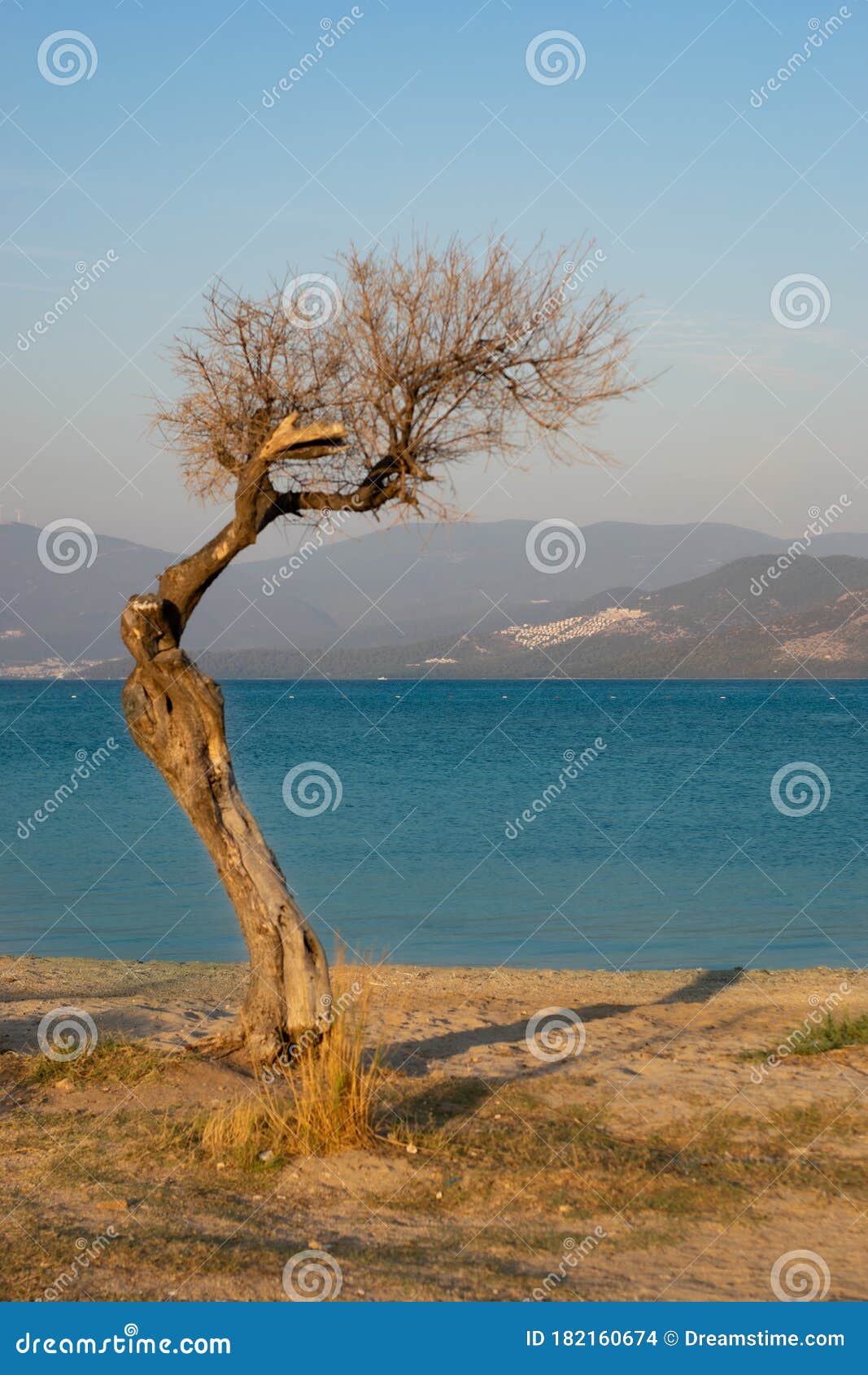 Dry tree on beach, Turkey stock photo. Image of beach - 182160674