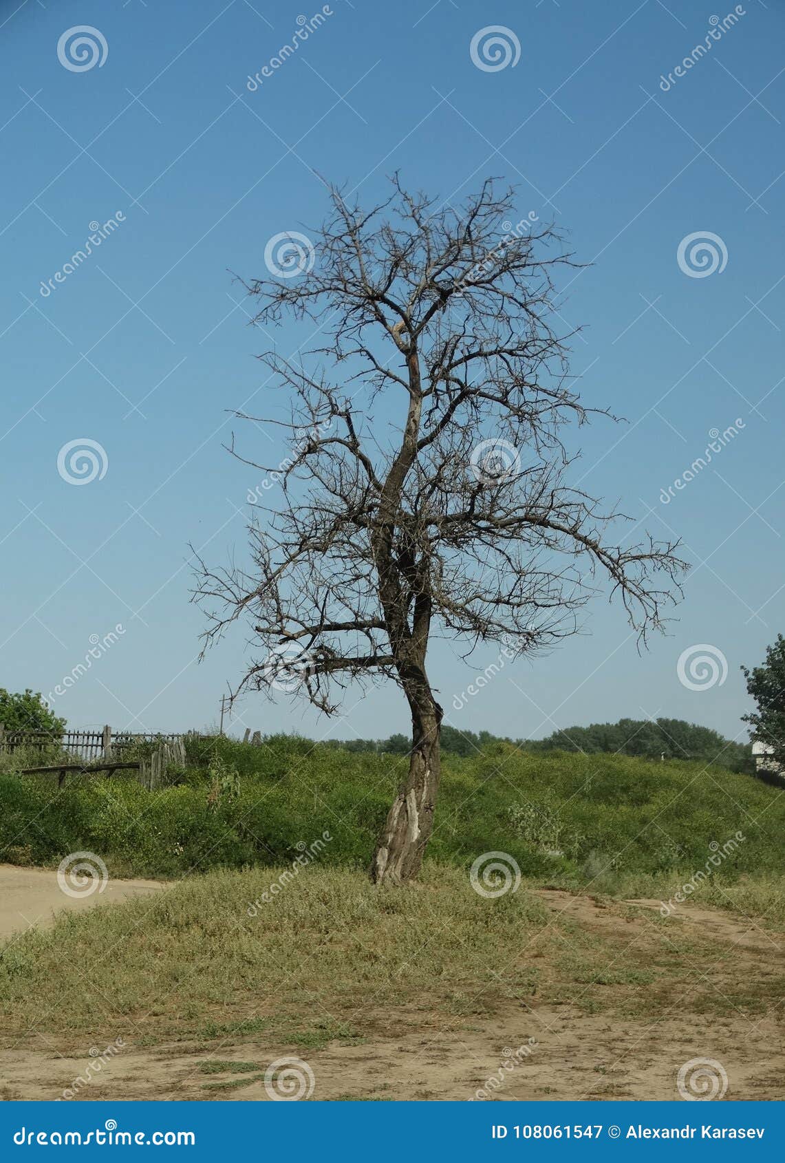 Lonely dry tree stock image. Image of countryside, mesquite - 108061547