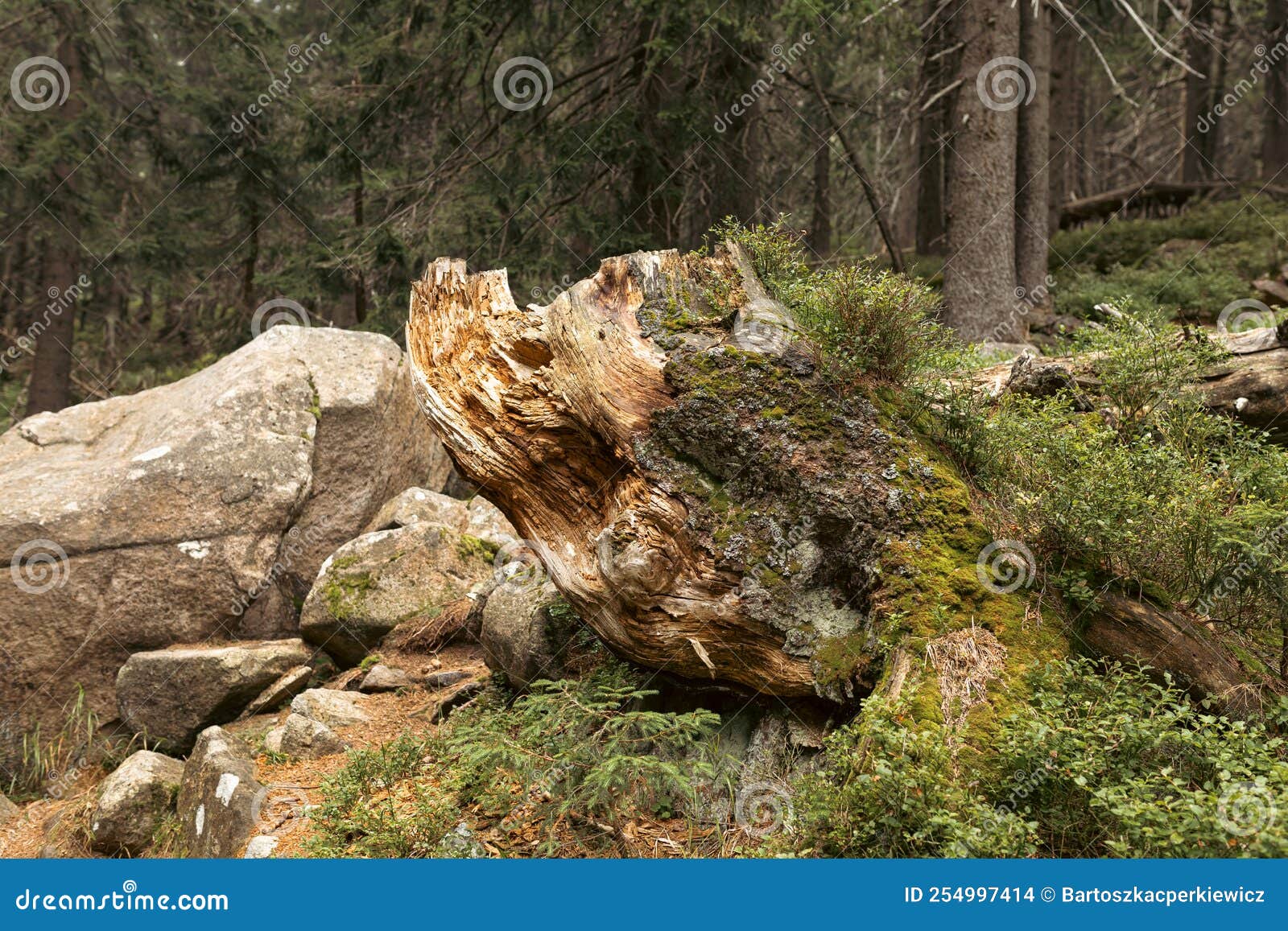 Dried Tree Root on a Hillside Stock Photo - Image of ecology, trail ...
