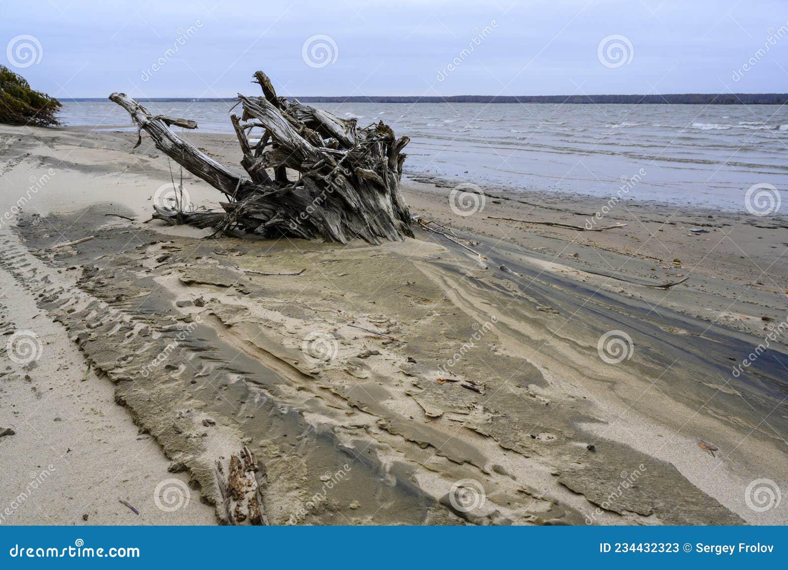 Dried Tree Root on the Riverbank in Autumn Stock Image - Image of wild ...