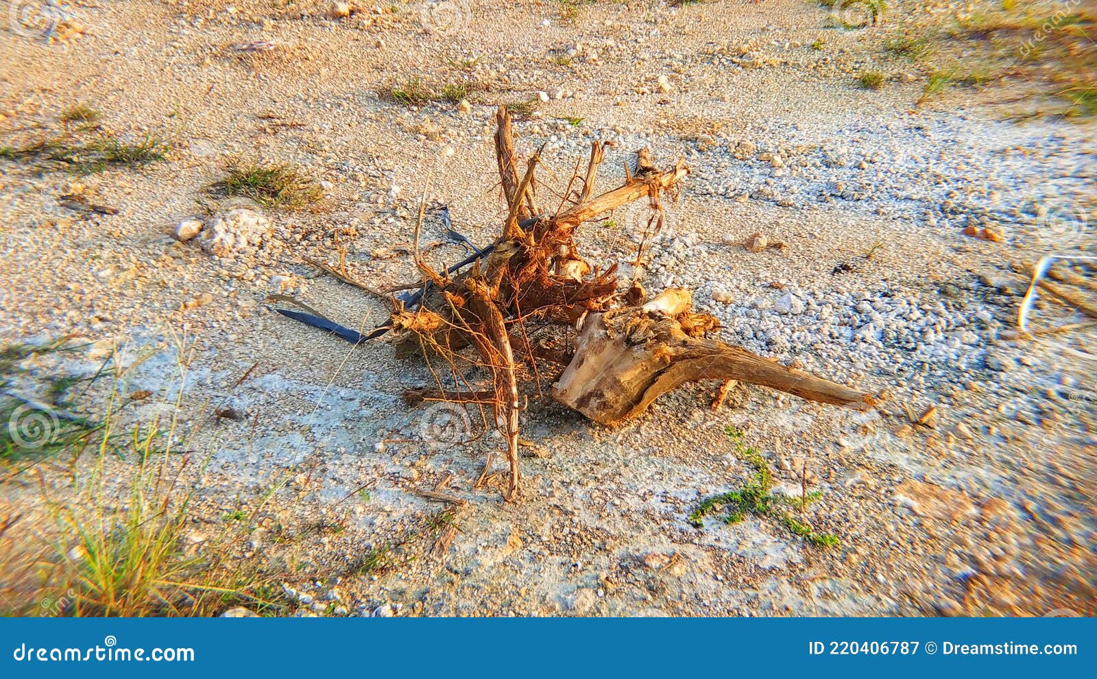 Dried tree roots stock image. Image of geology, branch - 220406787
