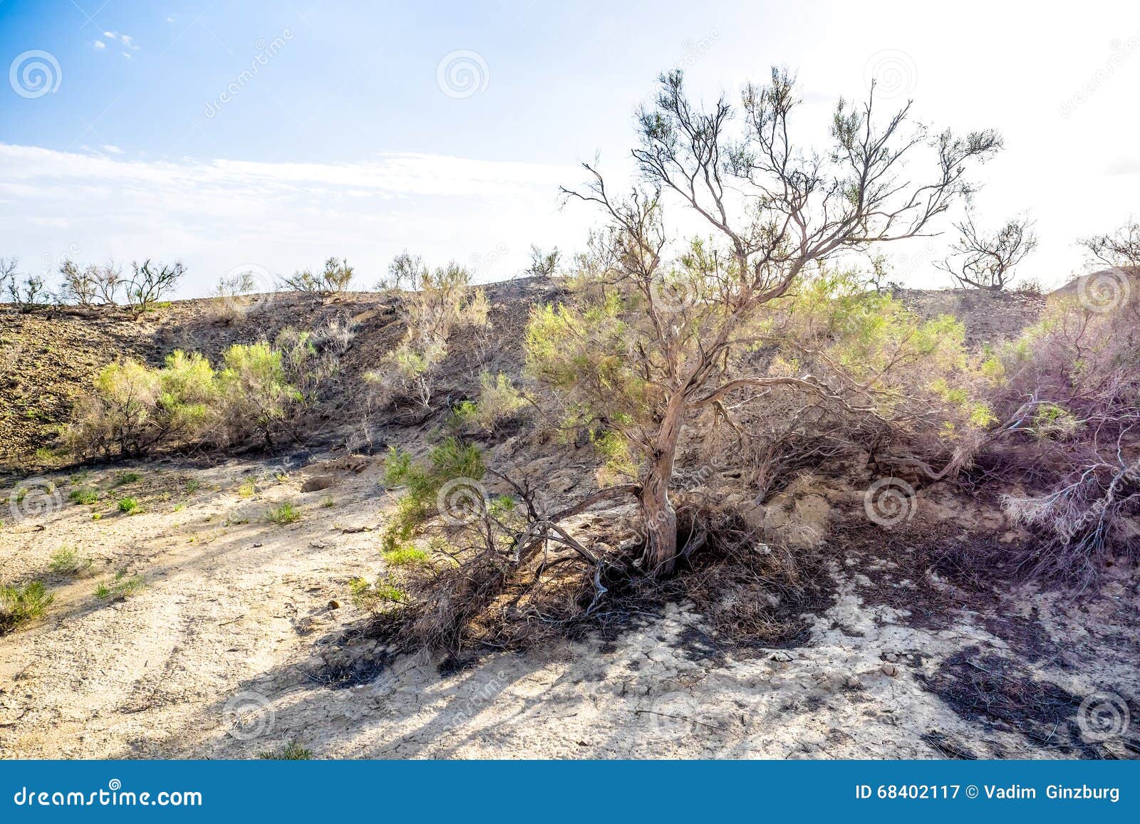 Dried tree with roots stock image. Image of limestone - 68402117