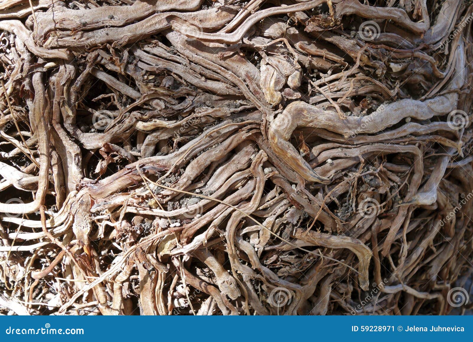 Dried Tree Roots Stock Photos - Royalty Free Images