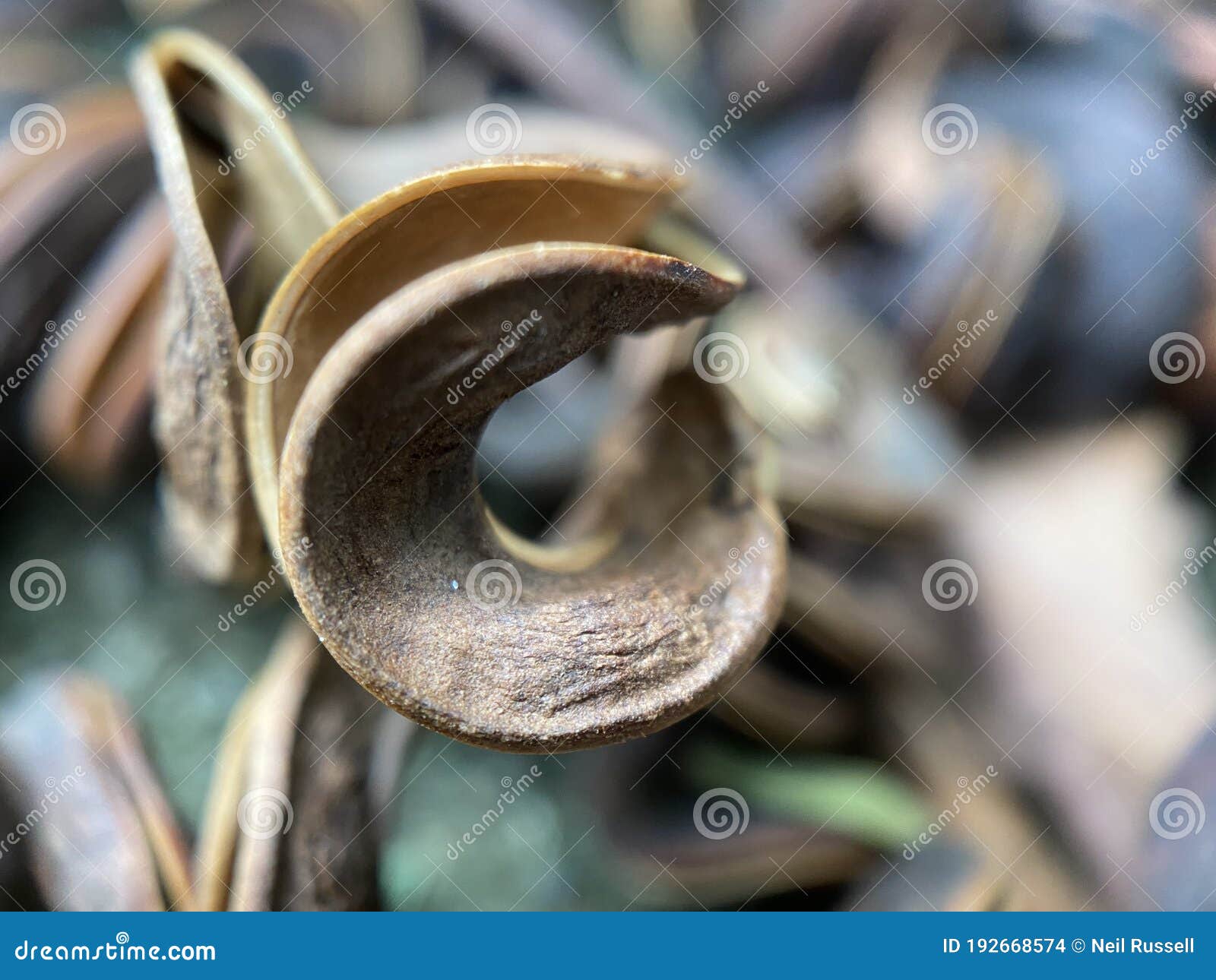Dried Tree Seed stock photo. Image of outdoors, view - 192668574