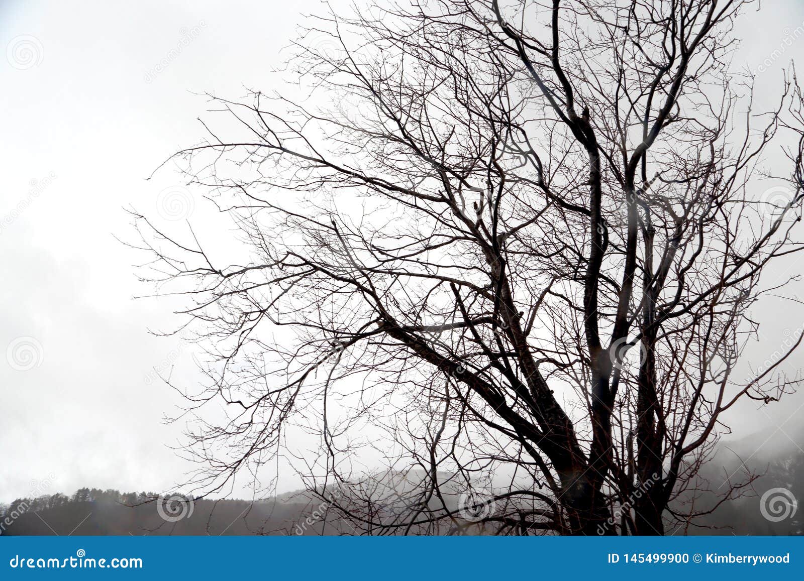 Dried Tree stock photo. Image of environment, leaf, nature - 145499900