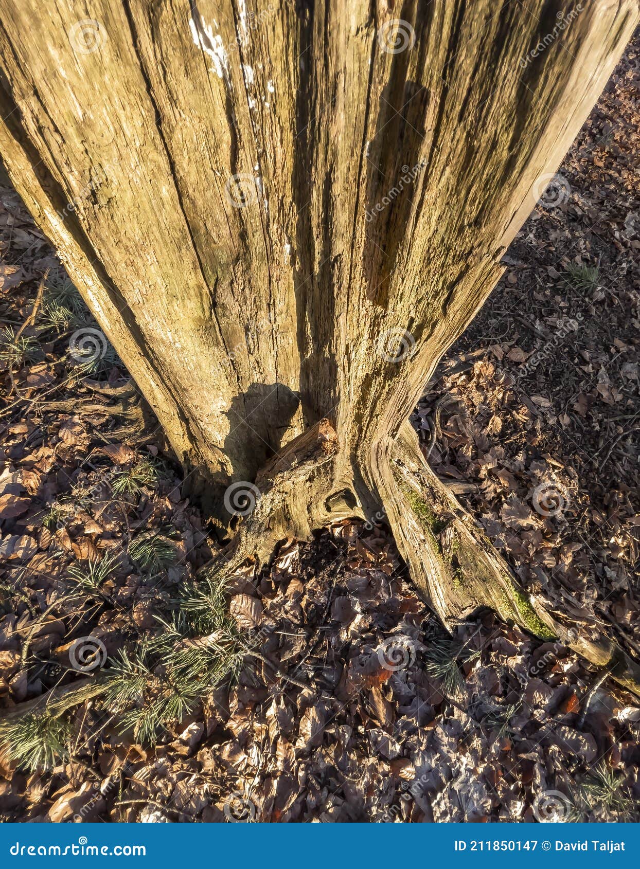 Dried Tree Stump in the Forest Stock Image - Image of woods, nature ...