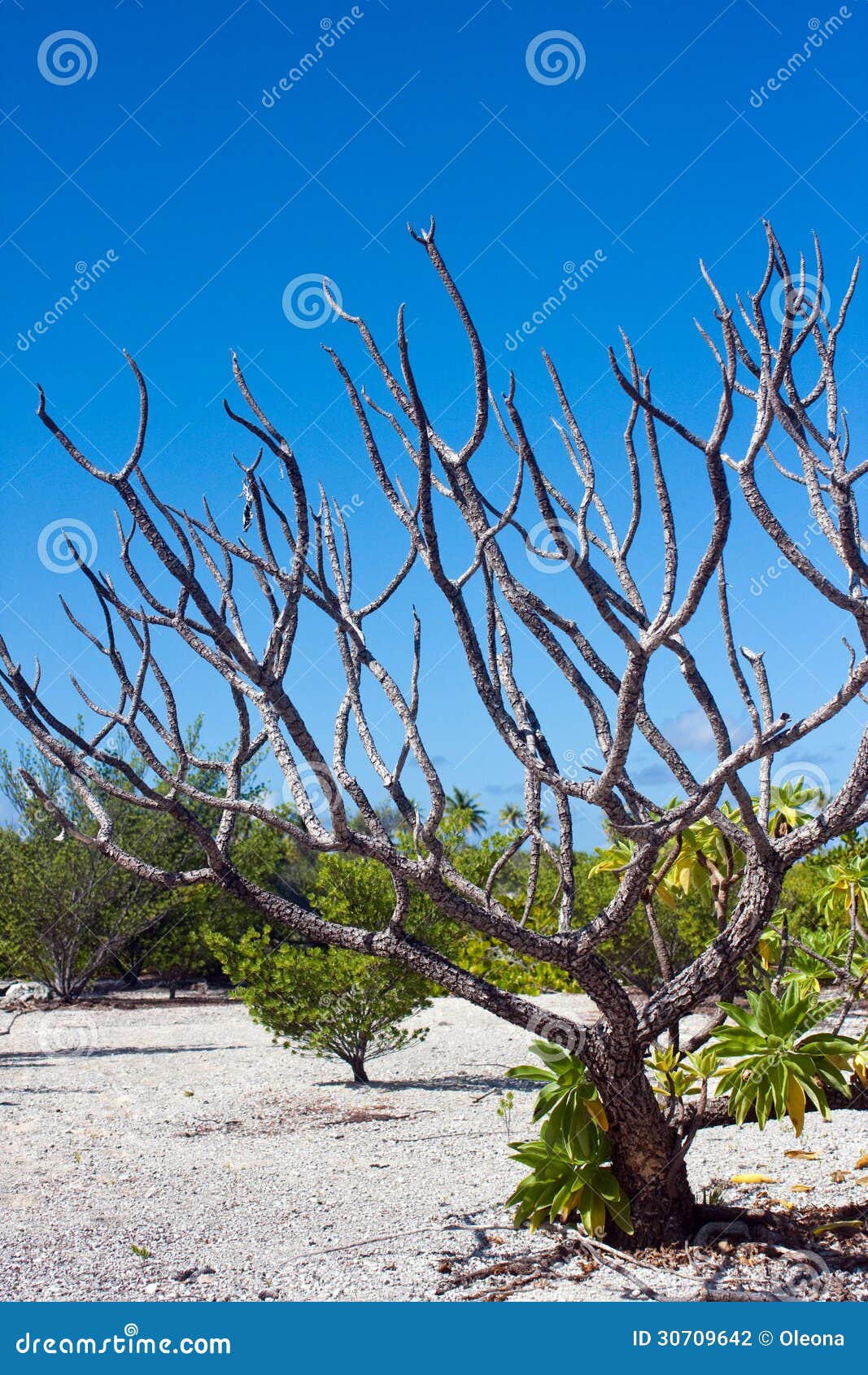 Dried tree stock photo. Image of plant, wildlife, standing - 30709642