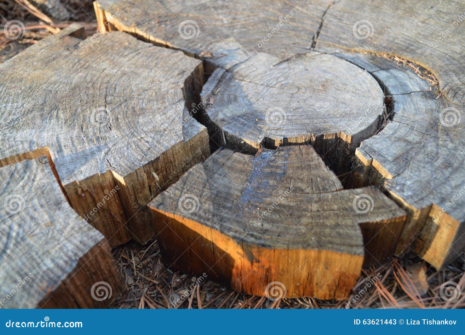 Dried Tree Trunk Section with Rings Stock Image - Image of sections ...