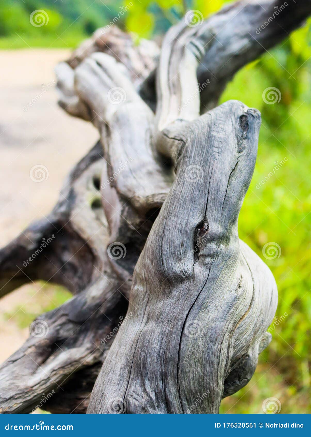Dried Tree Trunks Look Very Unique Stock Image - Image of tree, unique ...