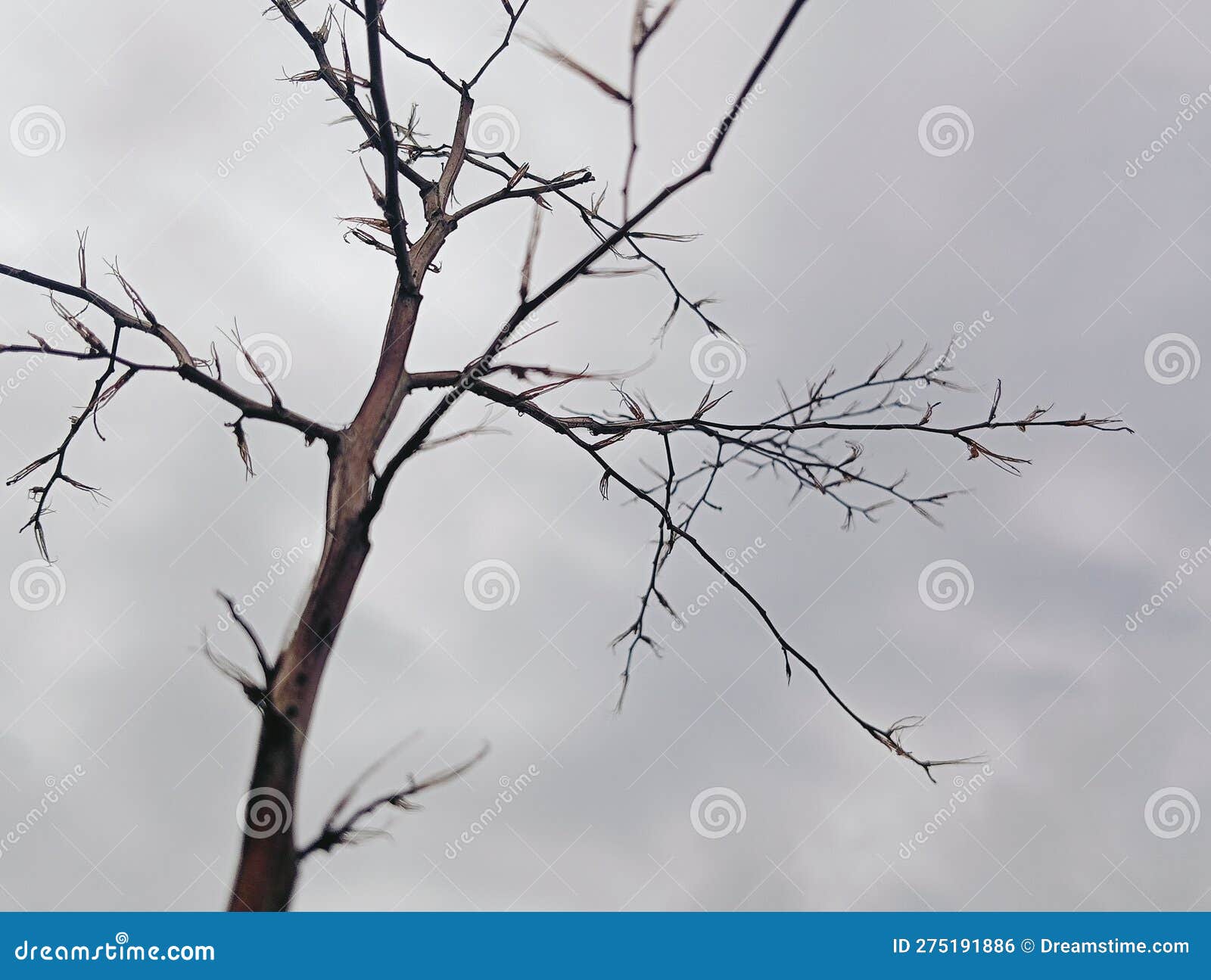 Dried Tree of Understanding Stock Photo - Image of drtree, dried: 275191886