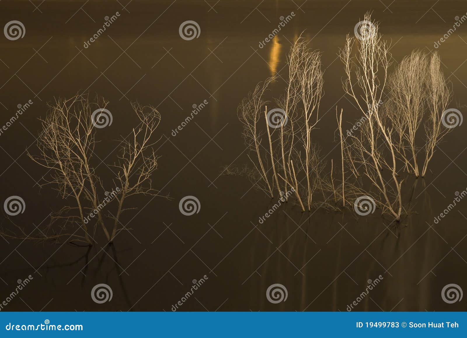 Dried Trees stock image. Image of brown, tree, nature - 19499783