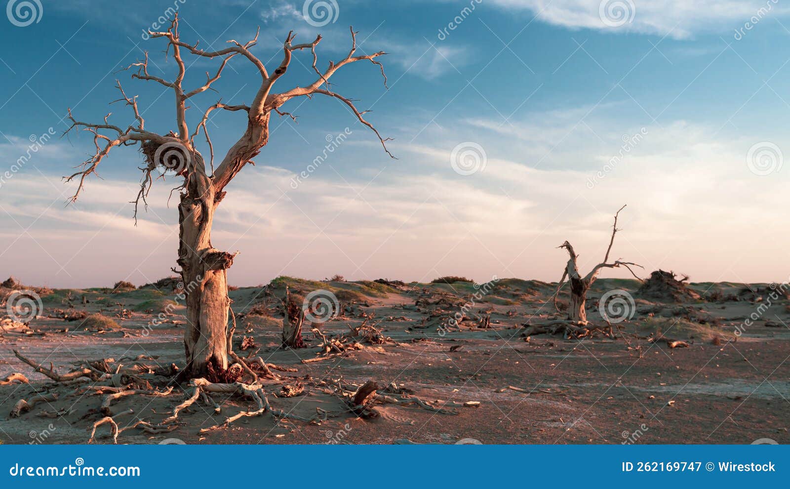 Dried Trees in a Dead Forest Captured during the Daytime Stock Image ...
