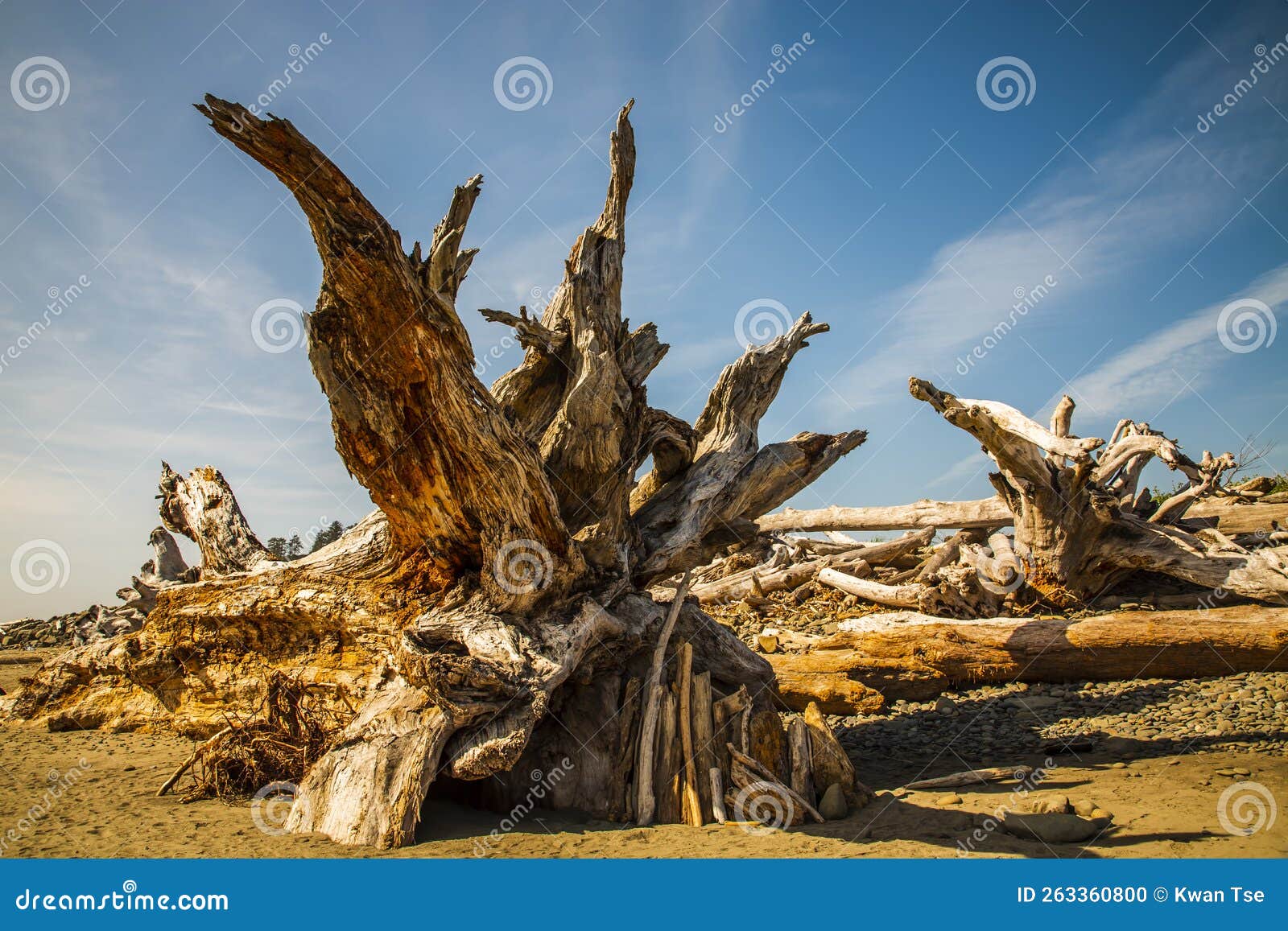 Dried Trees on the First Beach Olympic NP Stock Photo - Image of ...