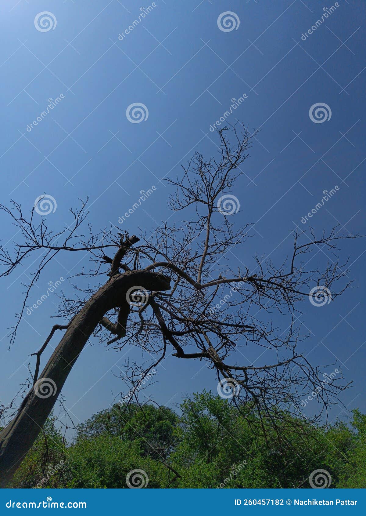 Dried trees in the forest stock photo. Image of blue - 260457182
