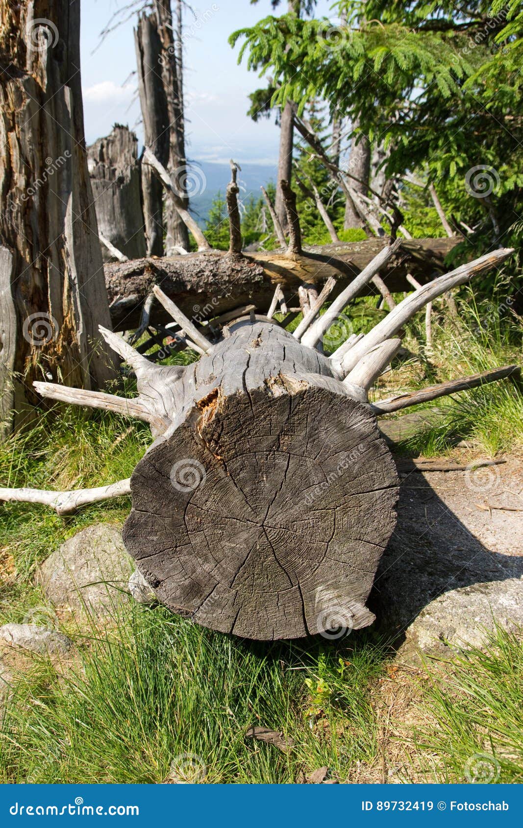 Dried trees in the forest. stock image. Image of dead - 89732419