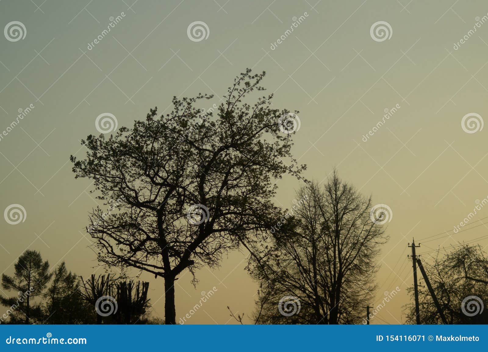 Dried Trees in the Forest Nature Background Stock Image - Image of ...