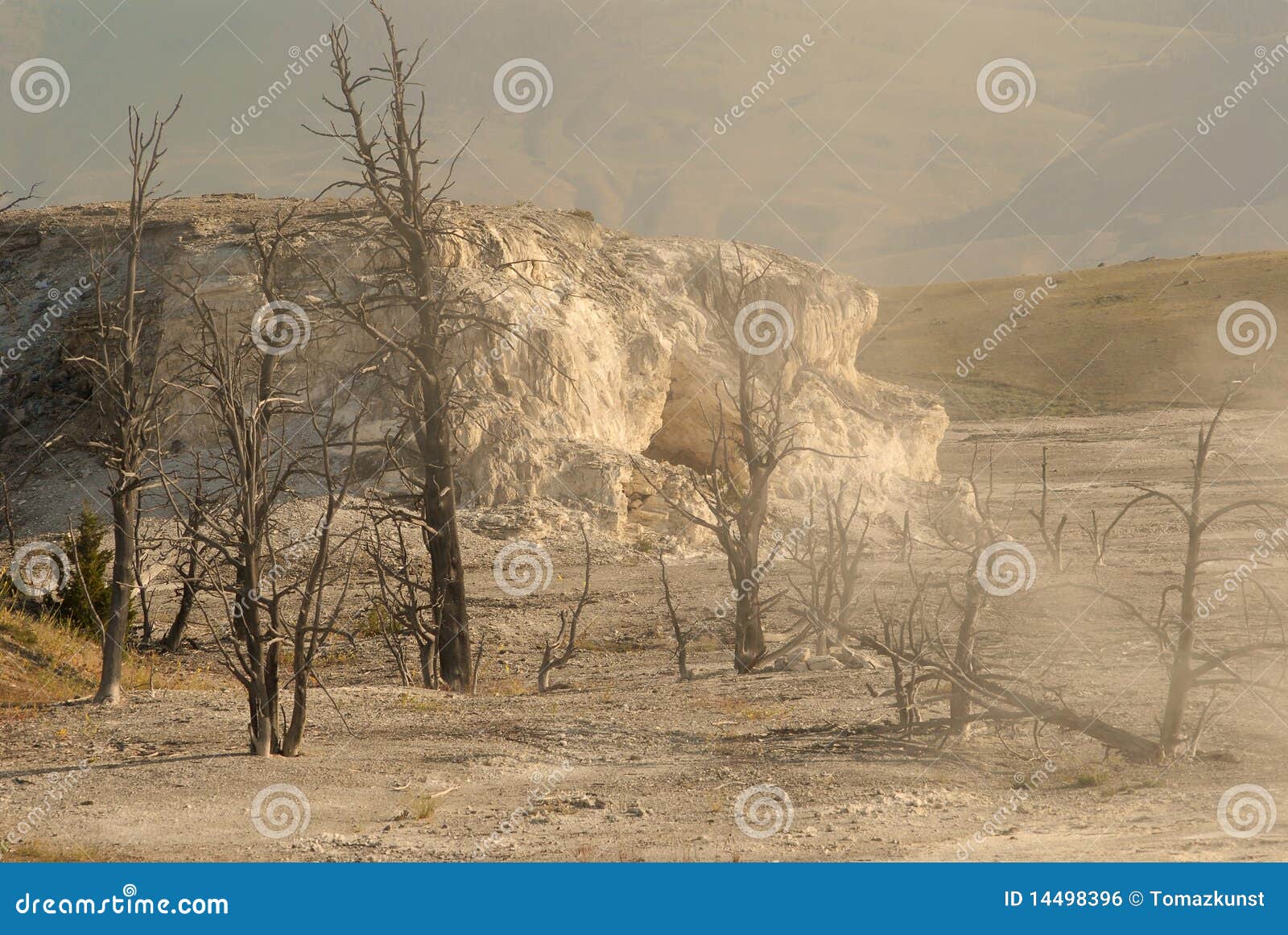 Dried Trees and Hot Springs Stock Photo - Image of geology, vacation ...