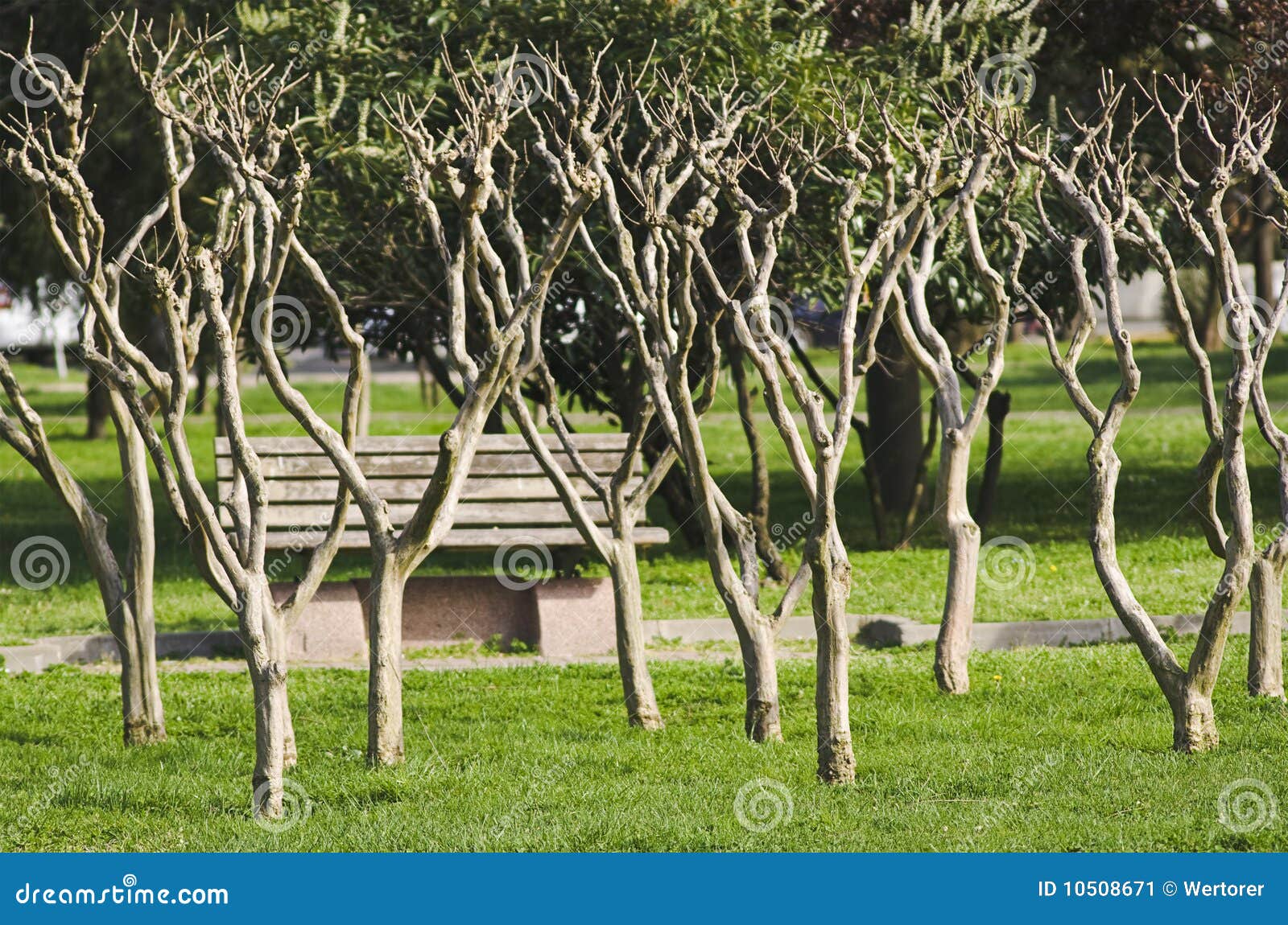 Dried Trees Over the Grass in the Park Stock Image - Image of landscape ...