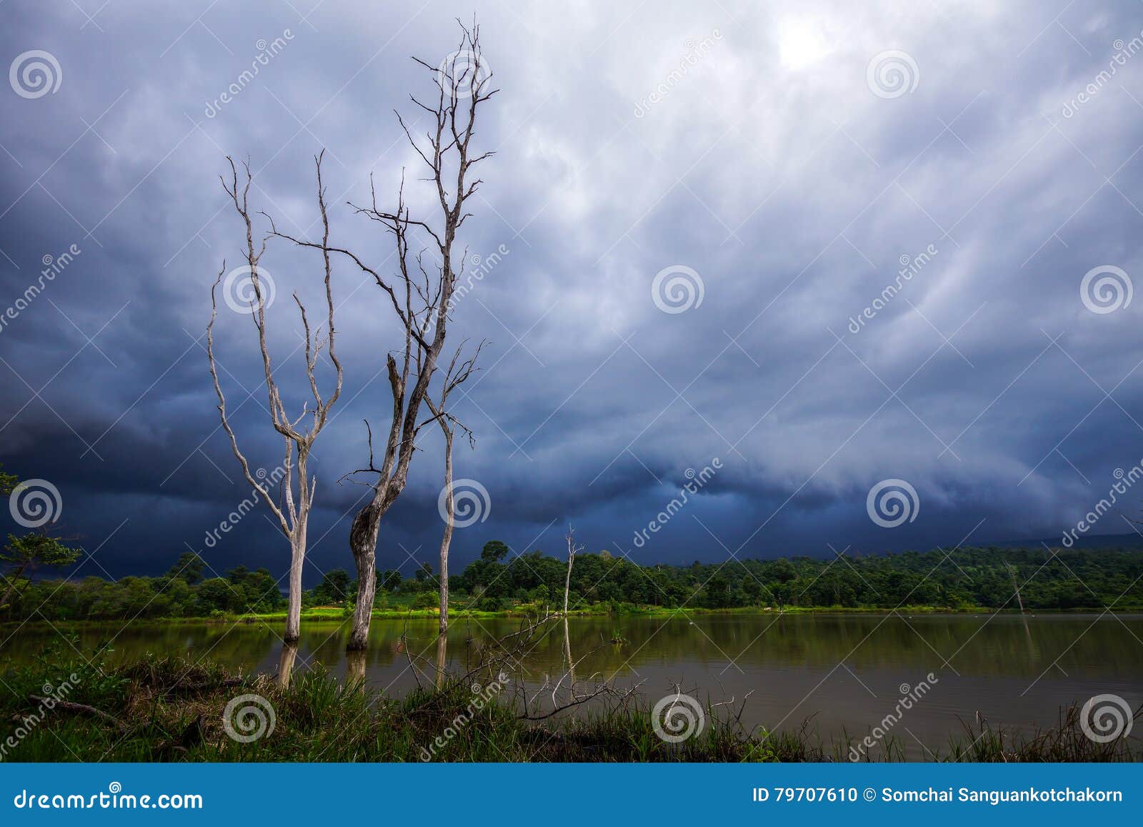 Dried Trees in Swamp in about Raining. Stock Photo - Image of swamp ...