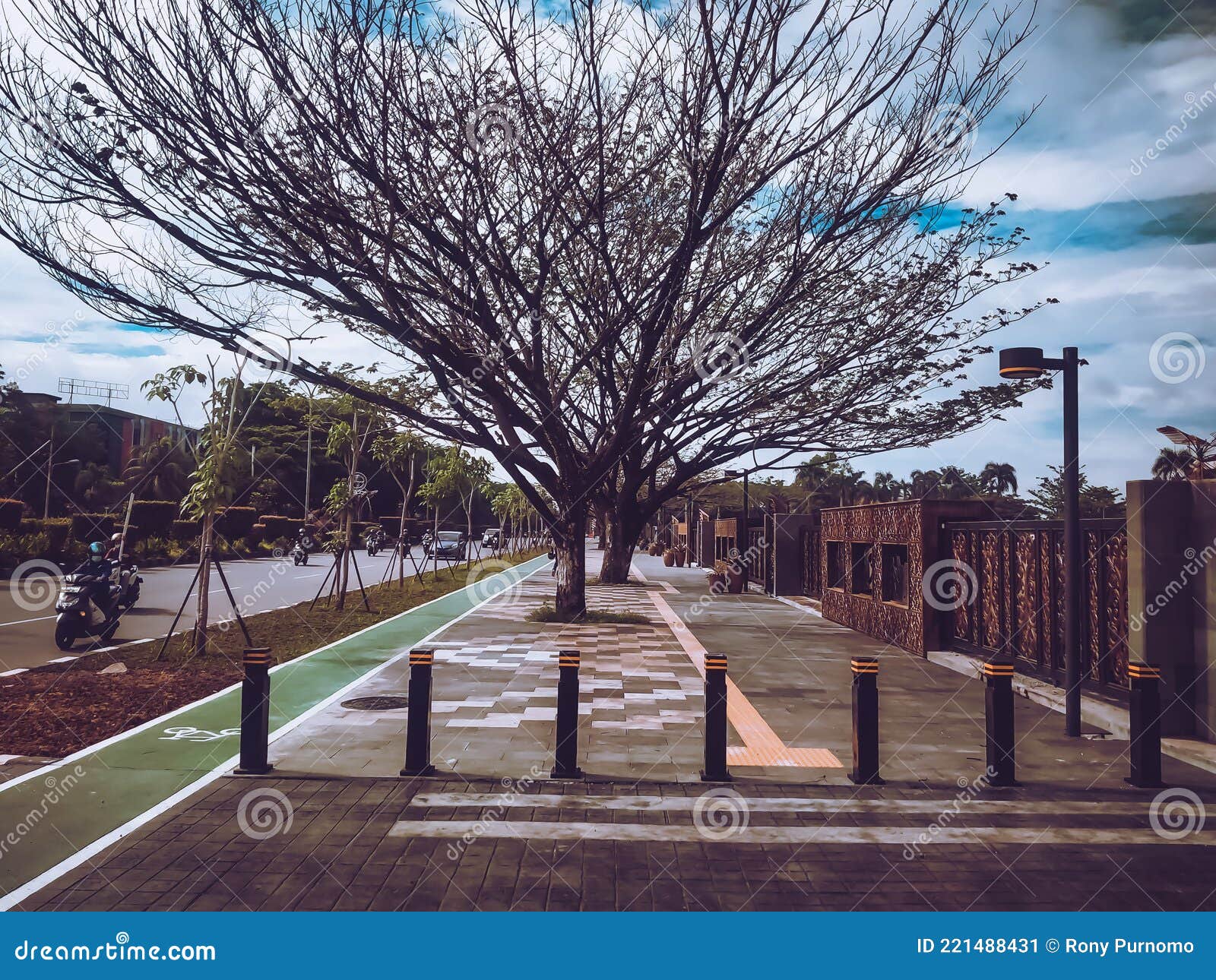 The Trembesi Tree, Or Samanea Saman Is A Great Tree For Shade. Royalty ...