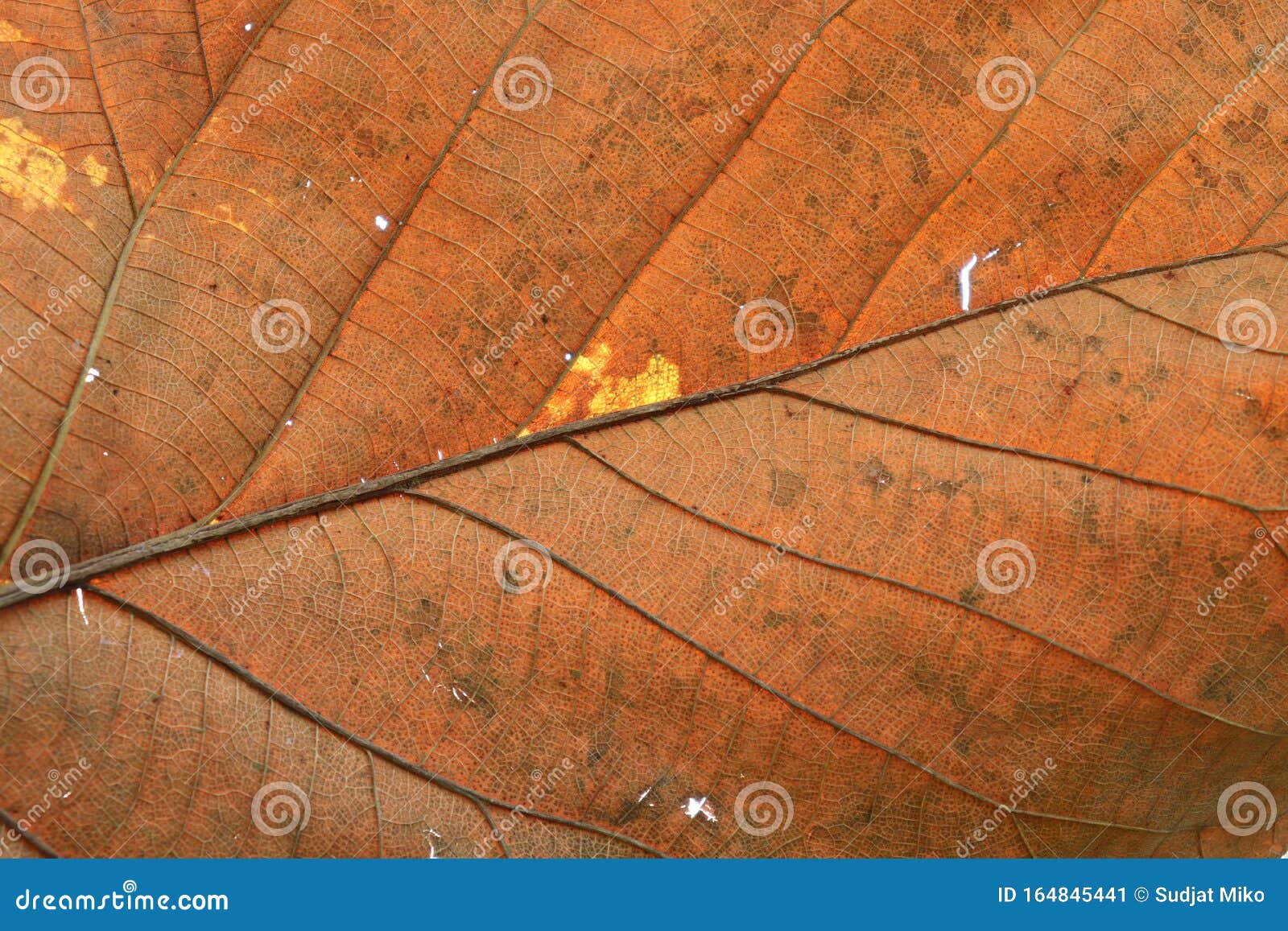 Dried Tropical Leaves. Abstracts Background. Stock Image - Image of ...