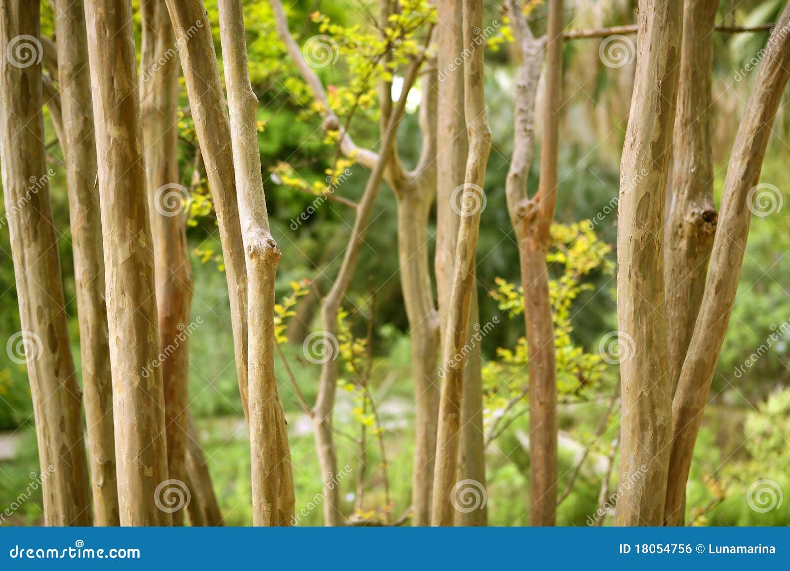 943 Trunk Poles Stock Photos - Free & Royalty-Free Stock Photos from ...