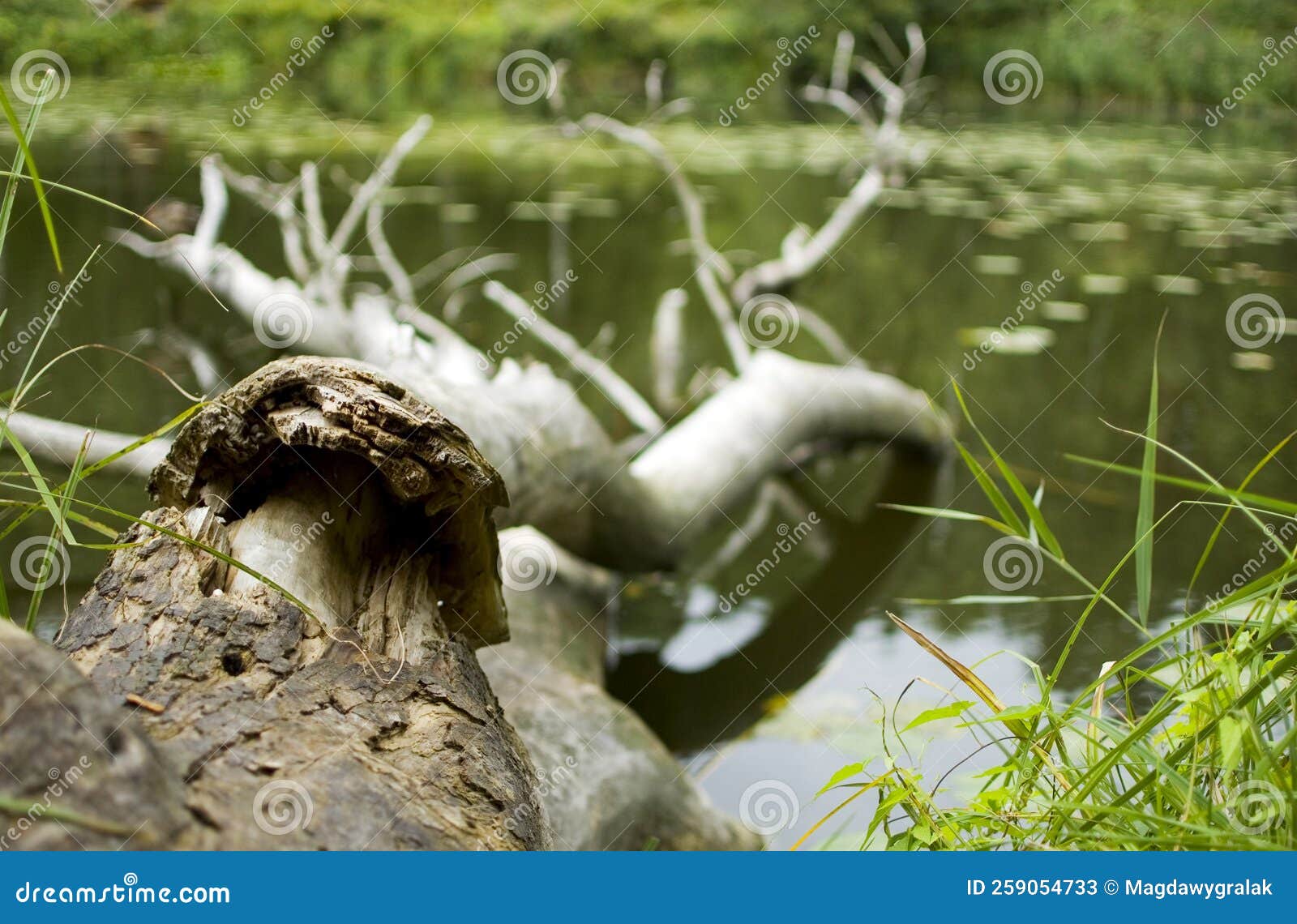 Dried Trunk of Tree Lying in Water. Stock Image - Image of destroy ...