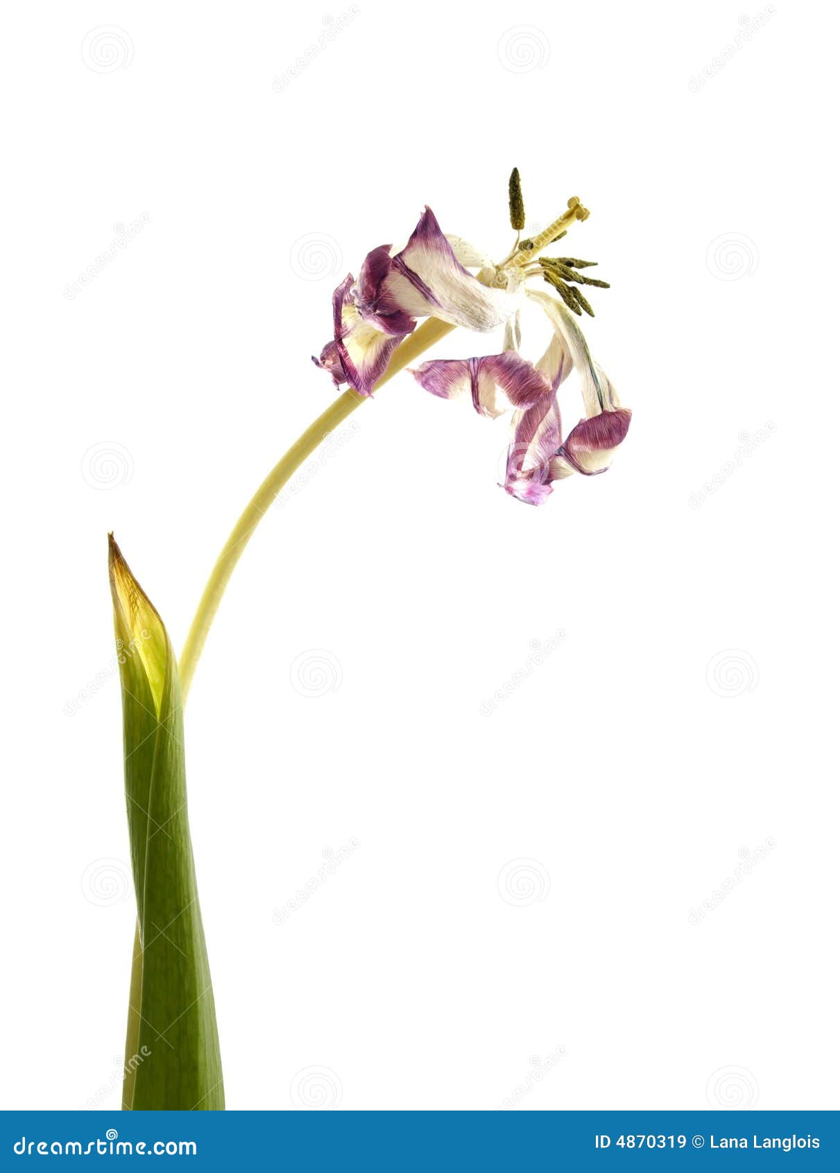 Dried tulip stock image. Image of dehydrated, tulip, cutout - 4870319
