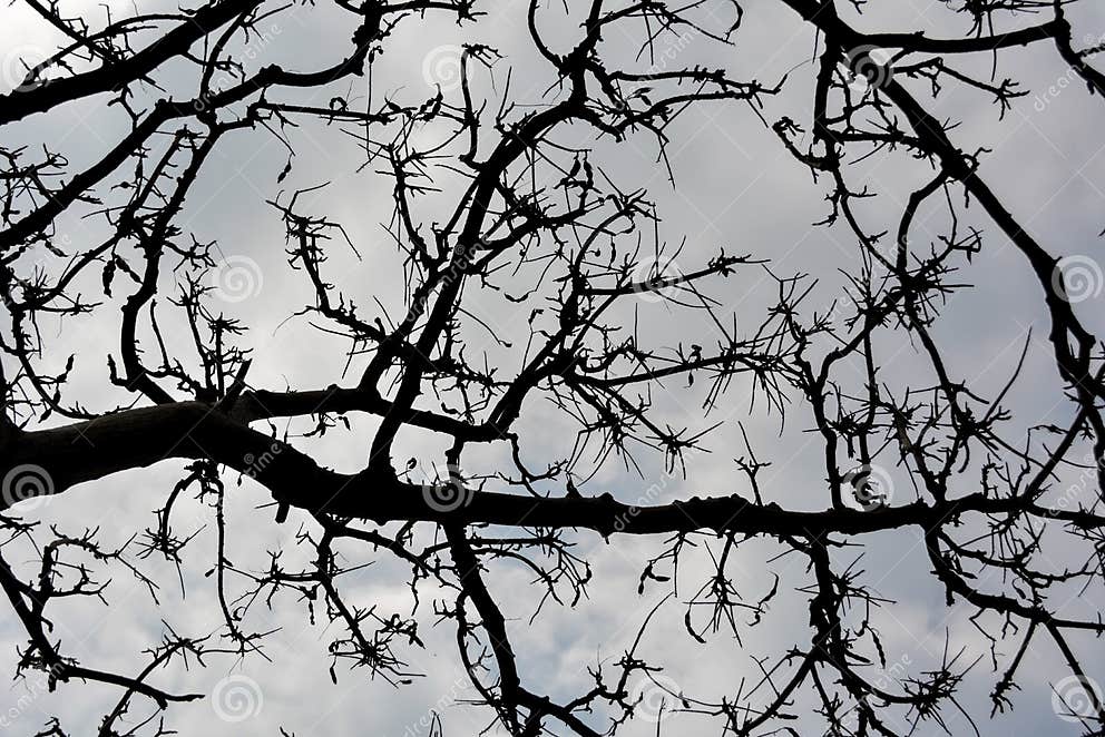 Dried twigs stock photo. Image of spring, background - 85315496