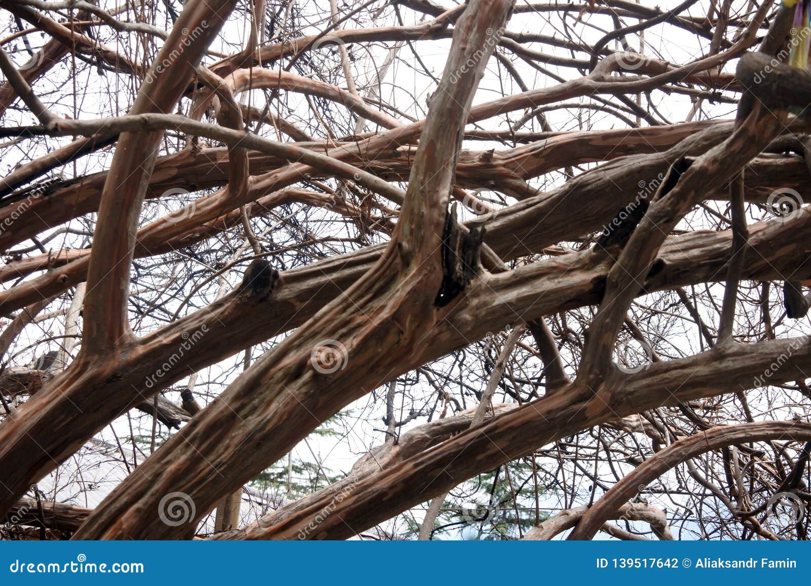 Dried twisted branches stock photo. Image of branches - 139517642