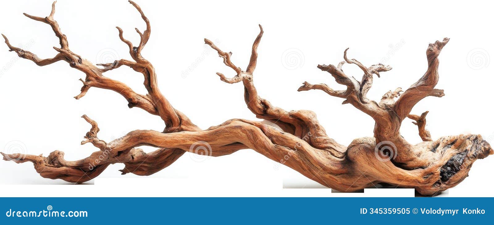 Dried Twisted Tree Branch Isolated on Transparent Background, Natural ...