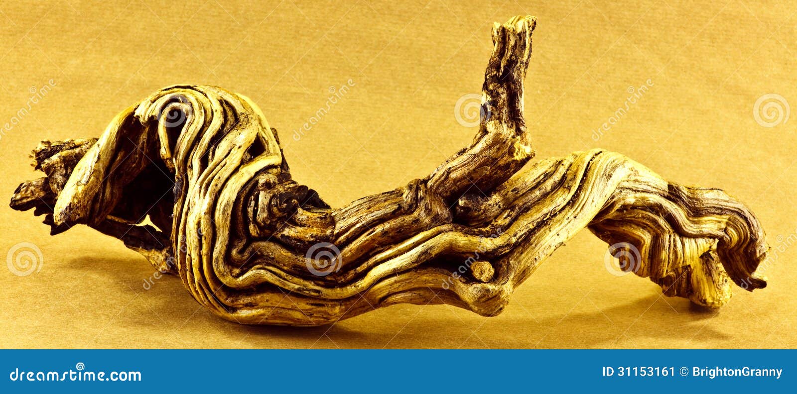 Dried and Twisted Tree Root Stock Image - Image of natural, close: 31153161