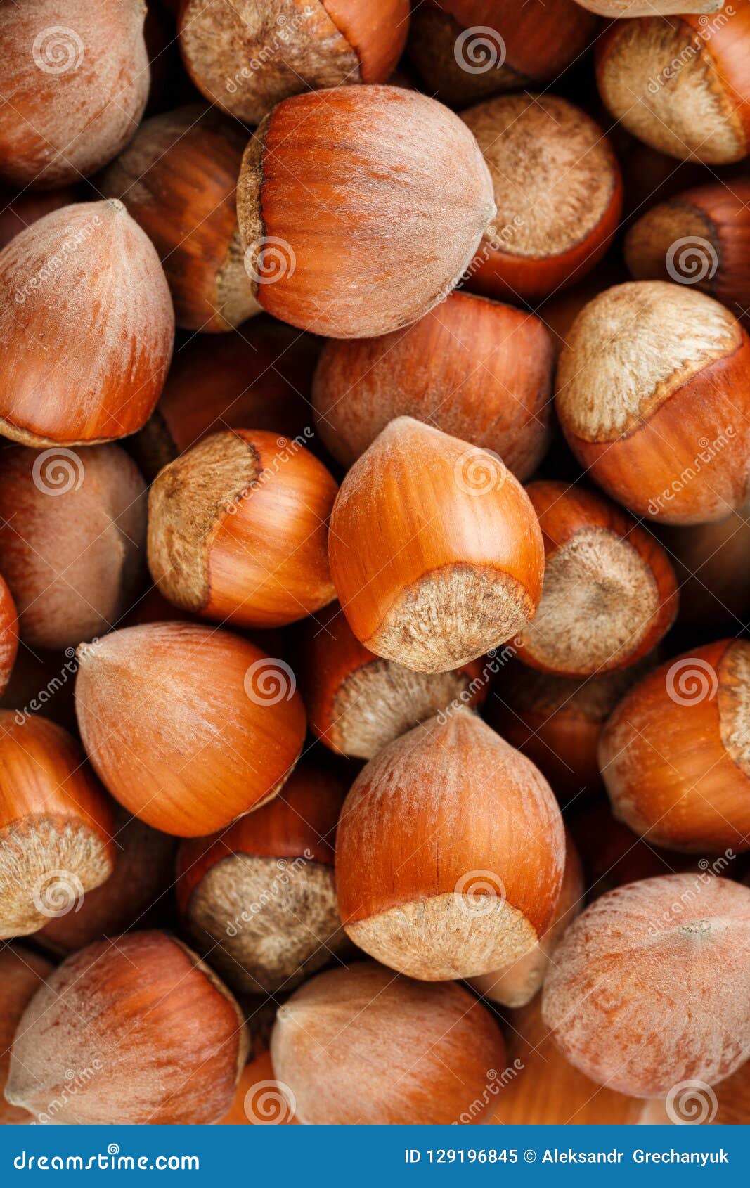 Dried Unshelled Hazelnuts Seeds of Whole Nuts As Background Stock Image ...