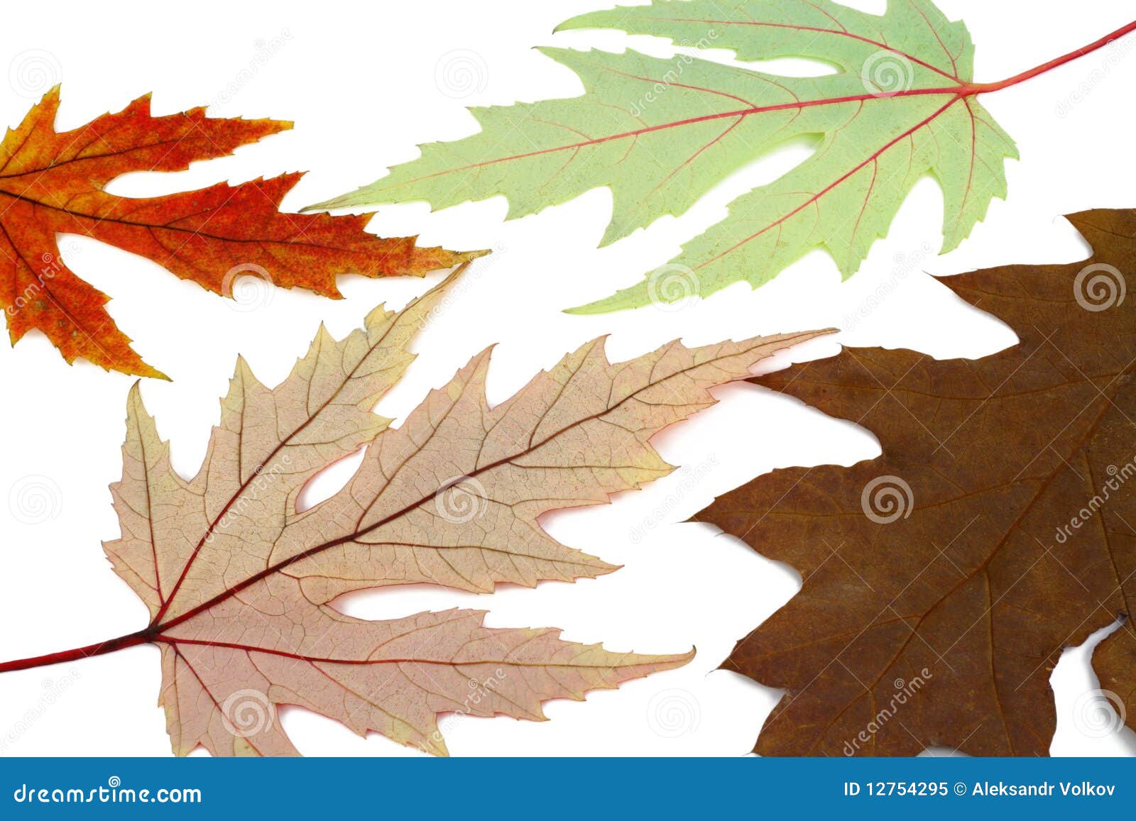 The Dried Up Autumn Leaves of a Maple Stock Image - Image of season ...