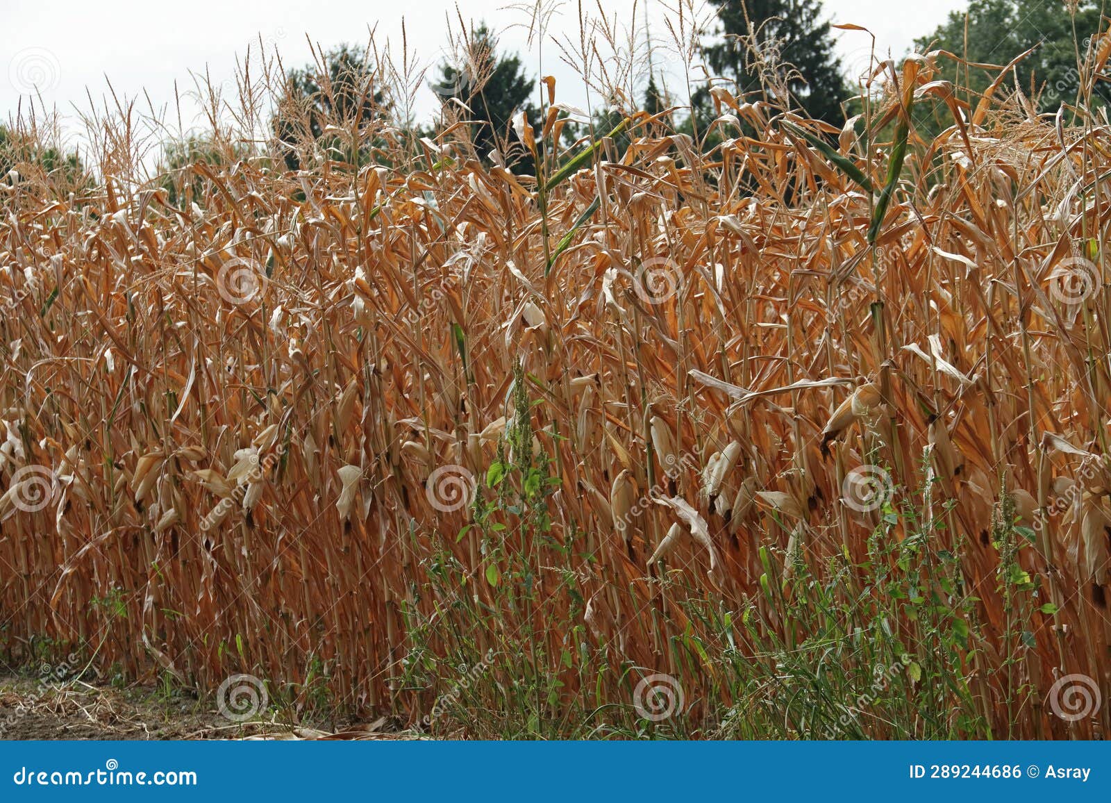 A Dried Up Corn Field in Summer Stock Photo - Image of loss, drought ...