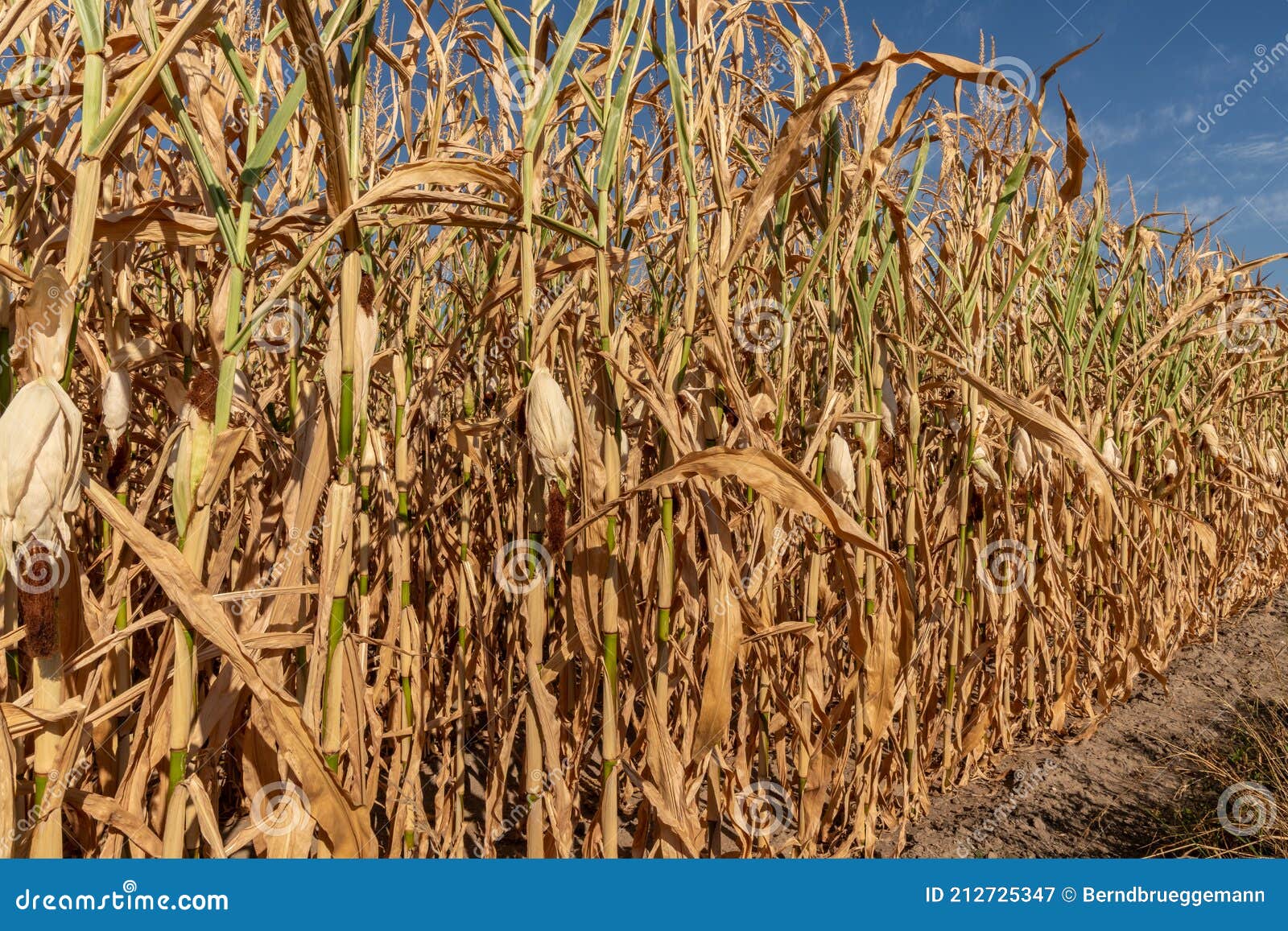 A dried up cornfield stock image. Image of farm, outdoors - 212725347