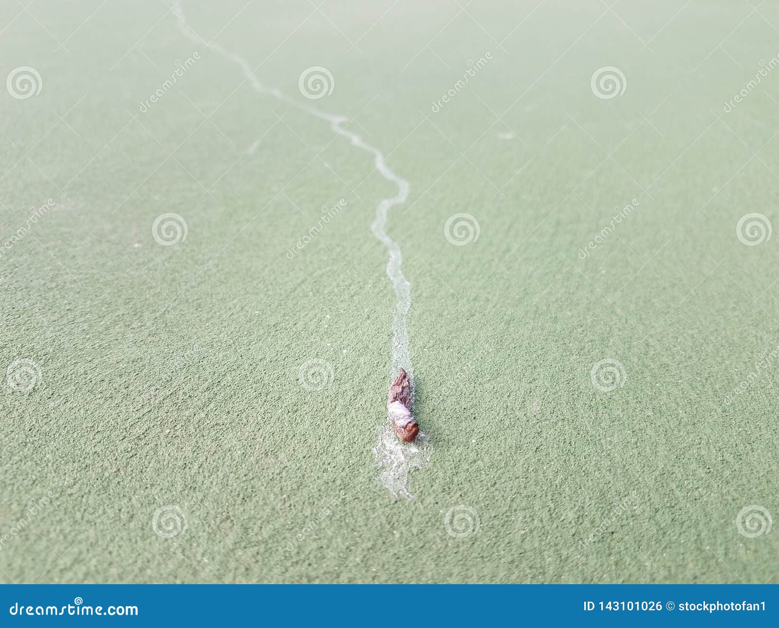 Dried Up Dead Slug with Slime Trail on Green Surface Stock Photo ...