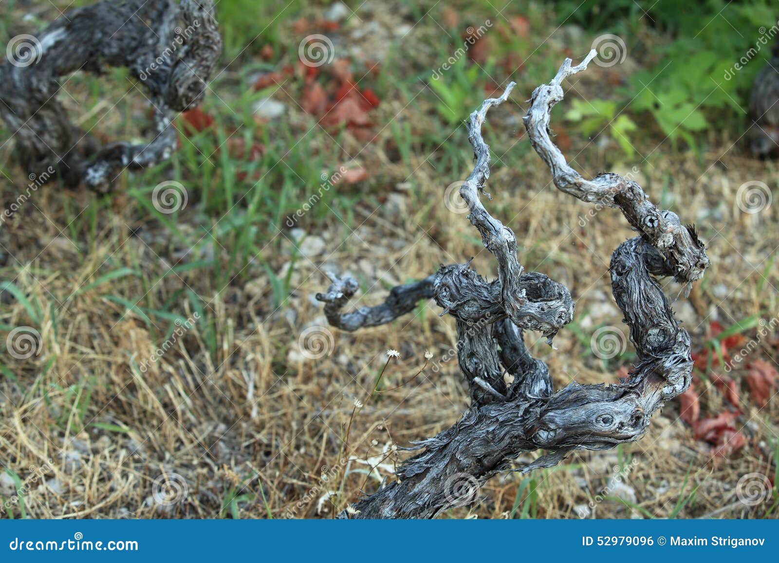 The dried-up grapevine stock photo. Image of hvar, farming - 52979096