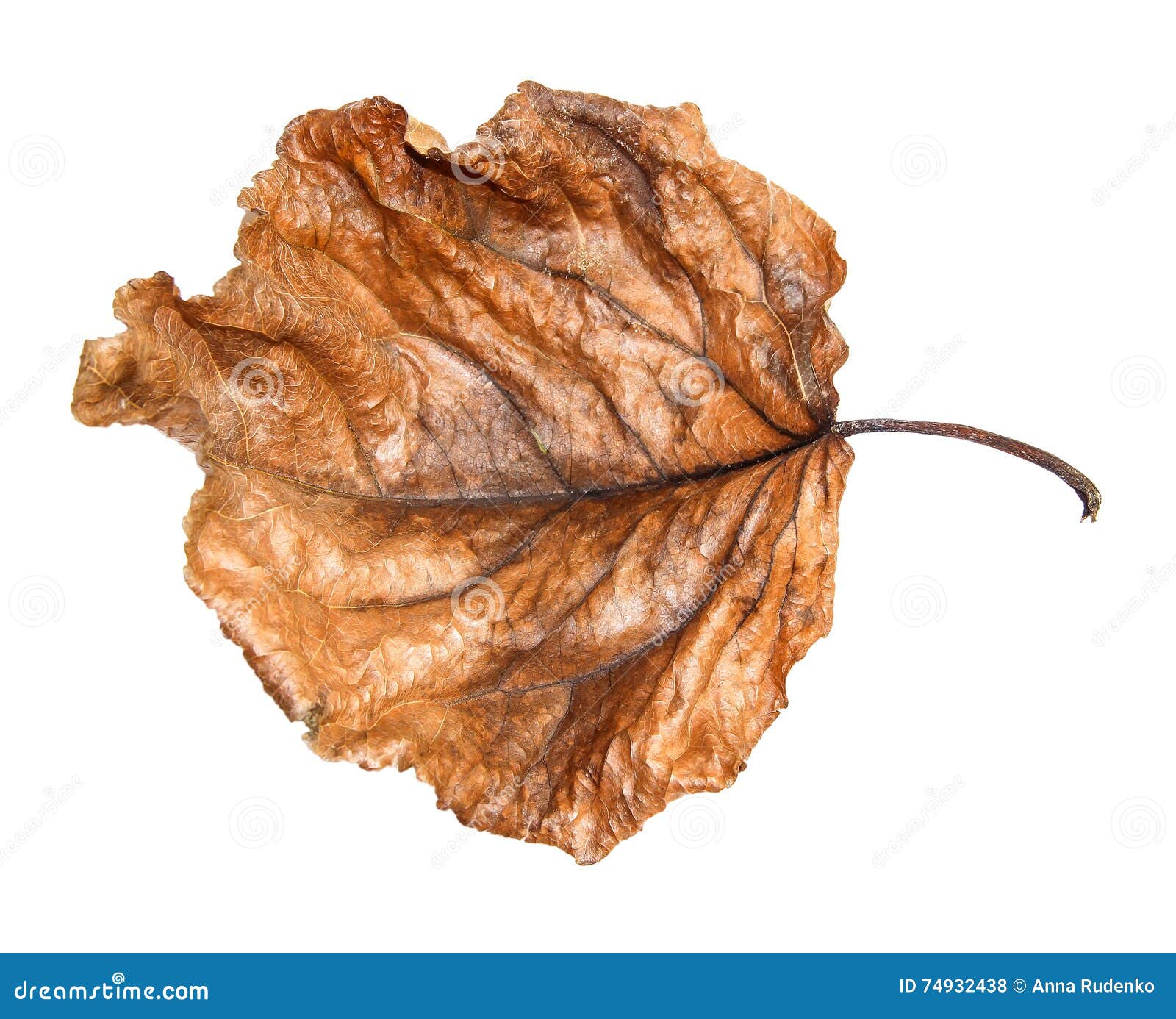 Dried Crumpled Leaves Money Tree And Withered Flowers Geraniums, Photo ...