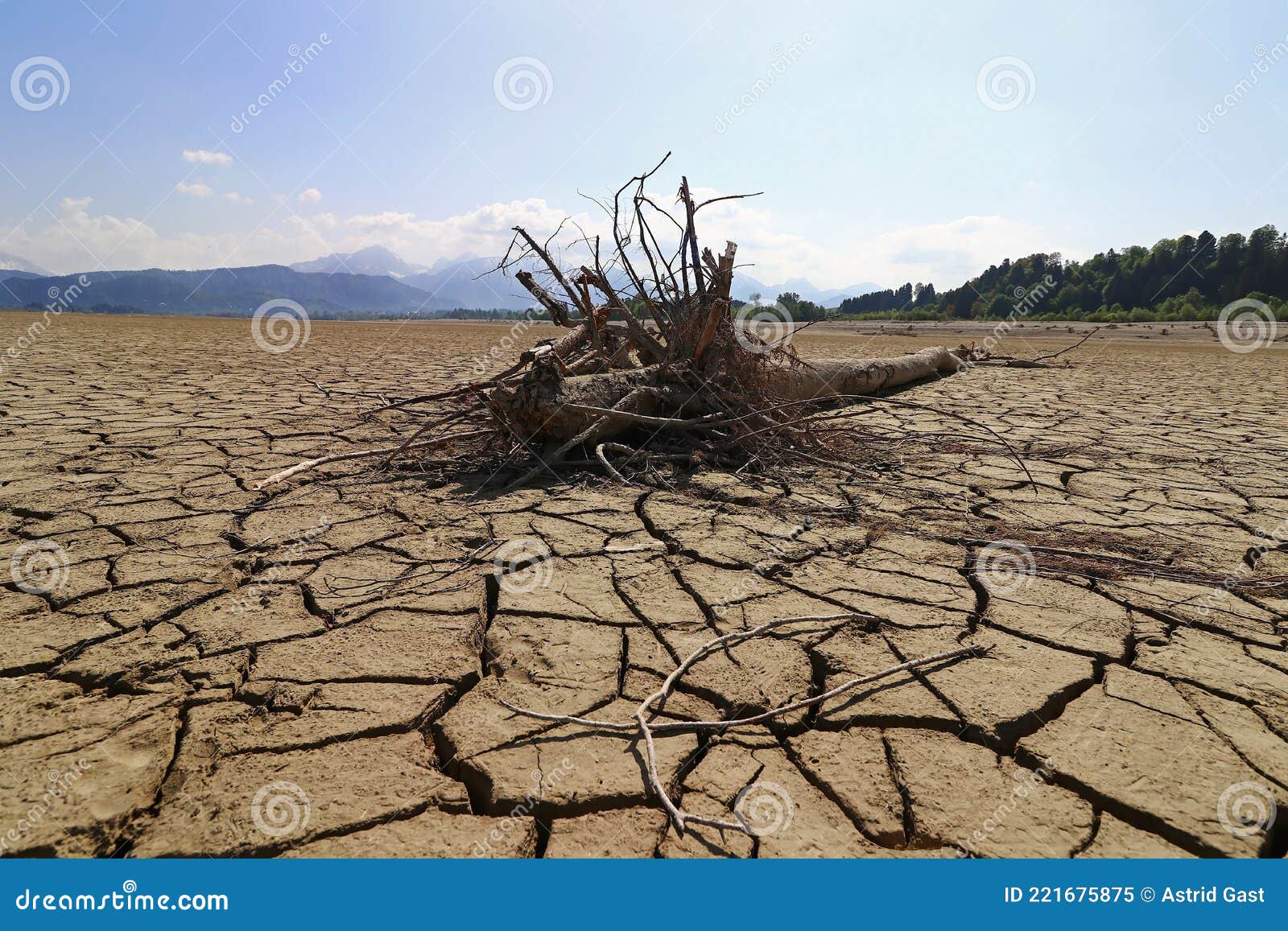The Dried Up Lake Forggensee in Allgu. a Tree Root on the Bottom of a ...