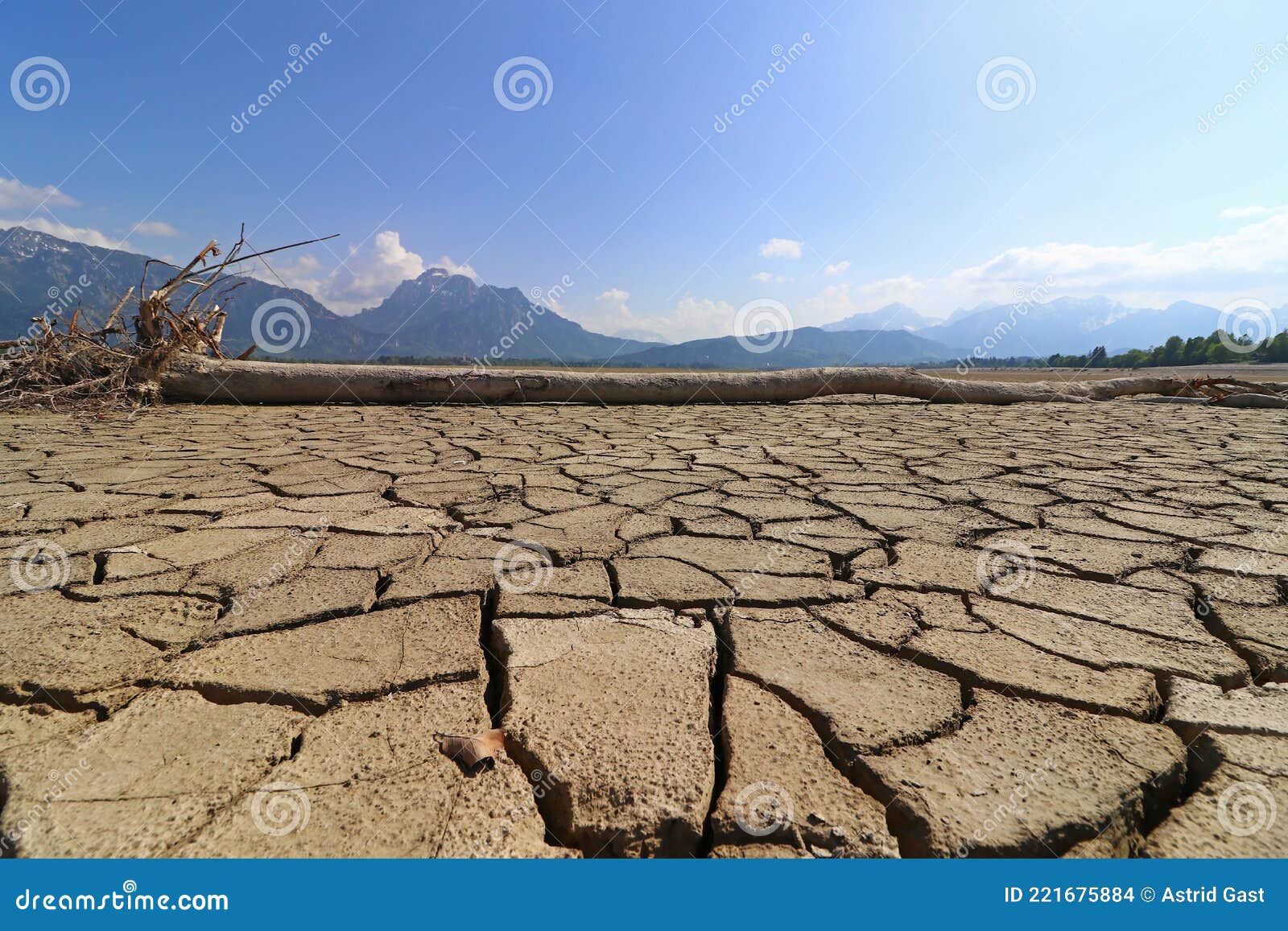 The Dried Up Lake Forggensee in Allgu. a Tree Trunk on the Bottom of a ...