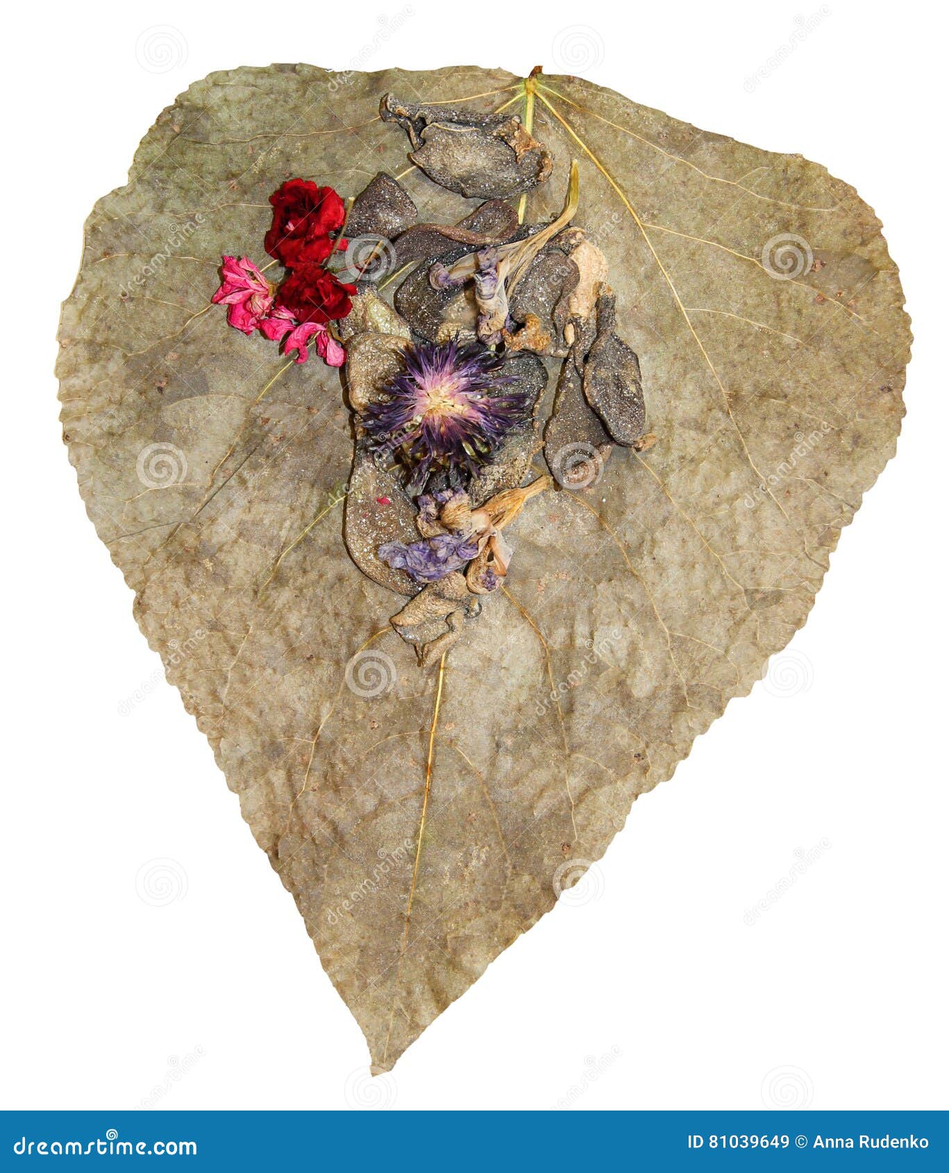 Dried Up Leaves of Poplar with Geranium and Crassula Stock Image ...