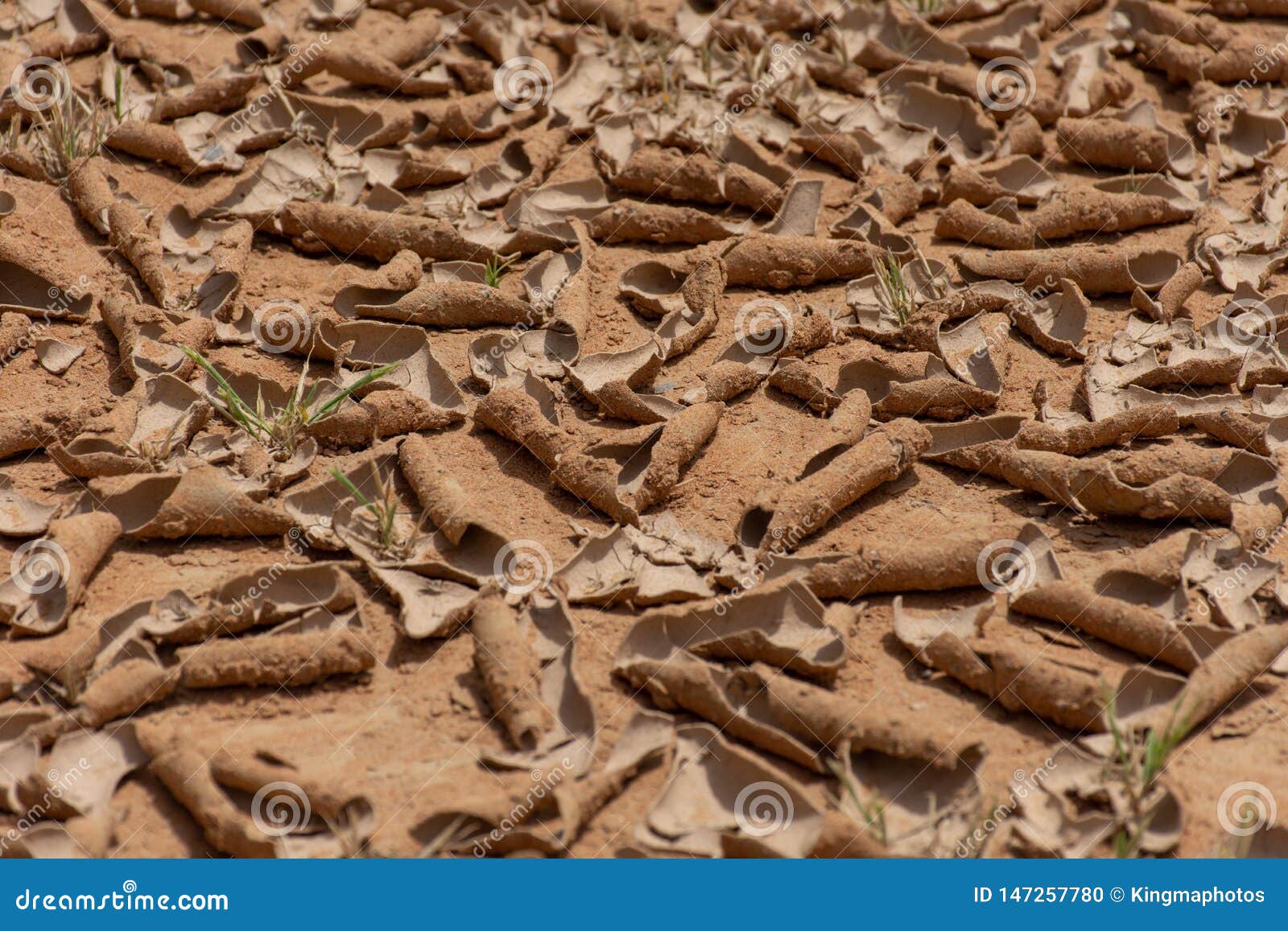 Dried Up Mud Rolls Up in the Desert Sand Creating a Textured Design ...