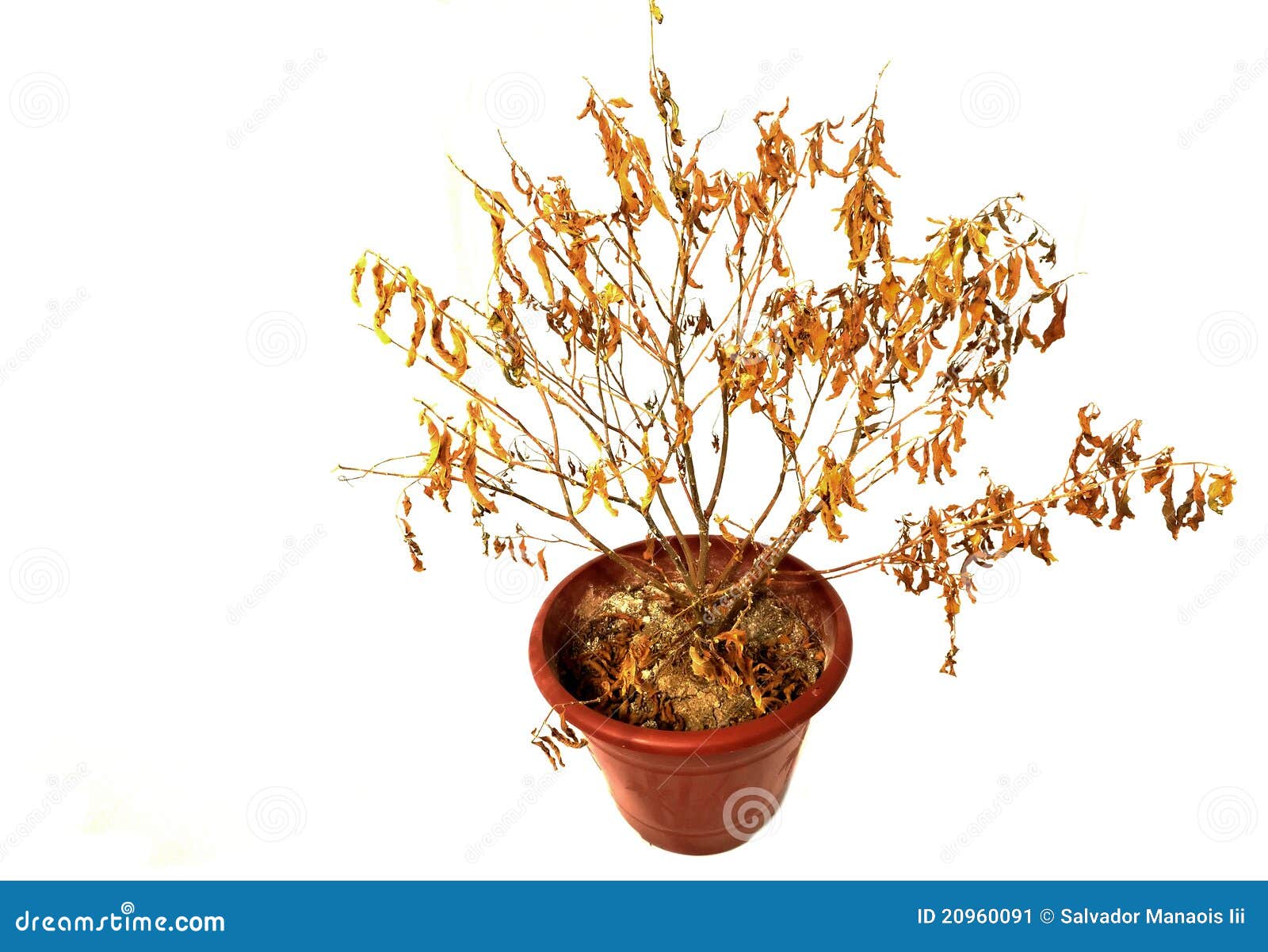 Dried-up Potted Plant stock image. Image of dead, closeup - 20960091