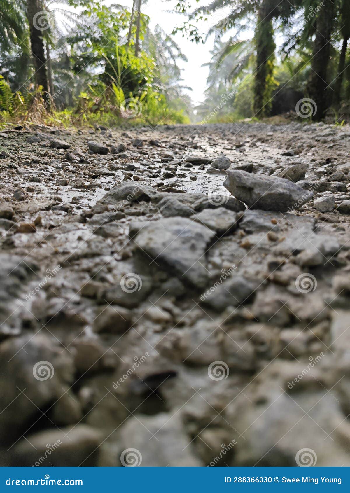 Dried Up Puddle Left with Stones Along the Pathway Stock Photo - Image ...