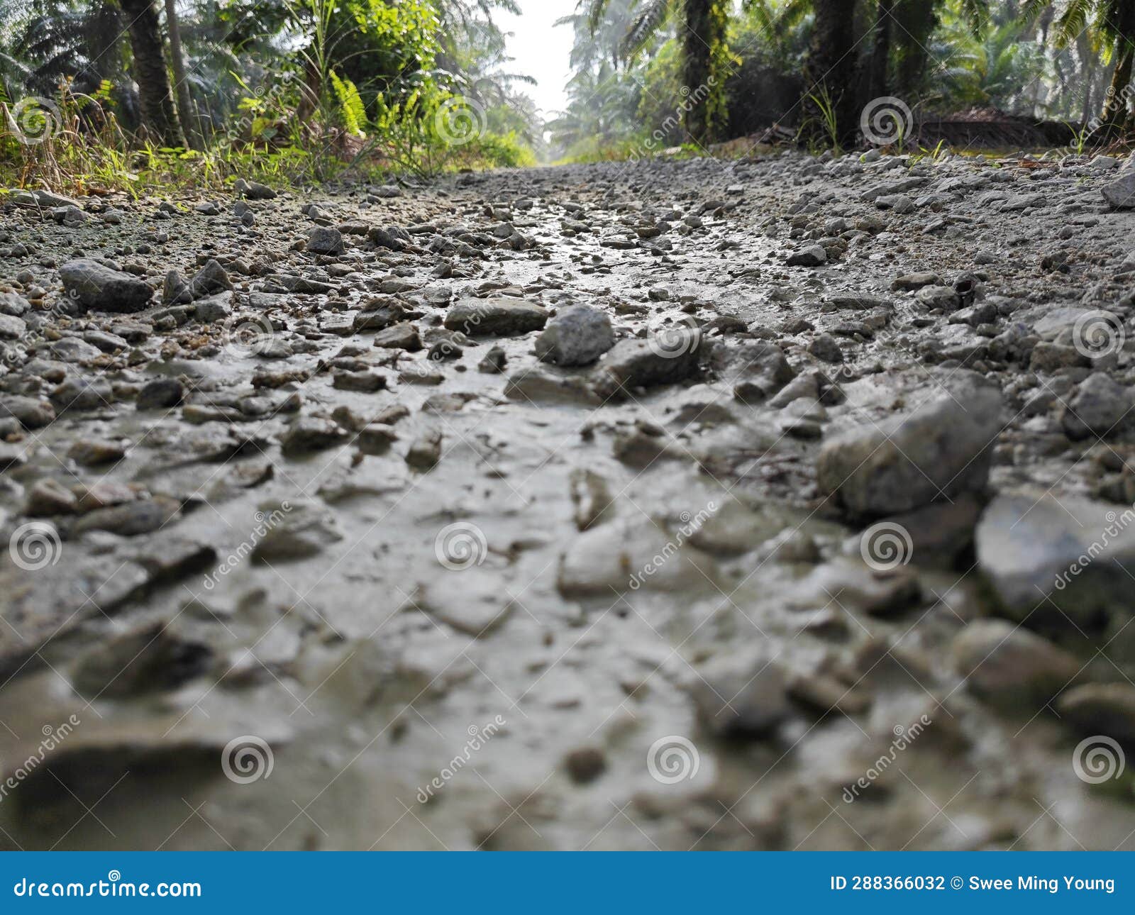 Dried Up Puddle Left with Stones Along the Pathway Stock Photo - Image ...