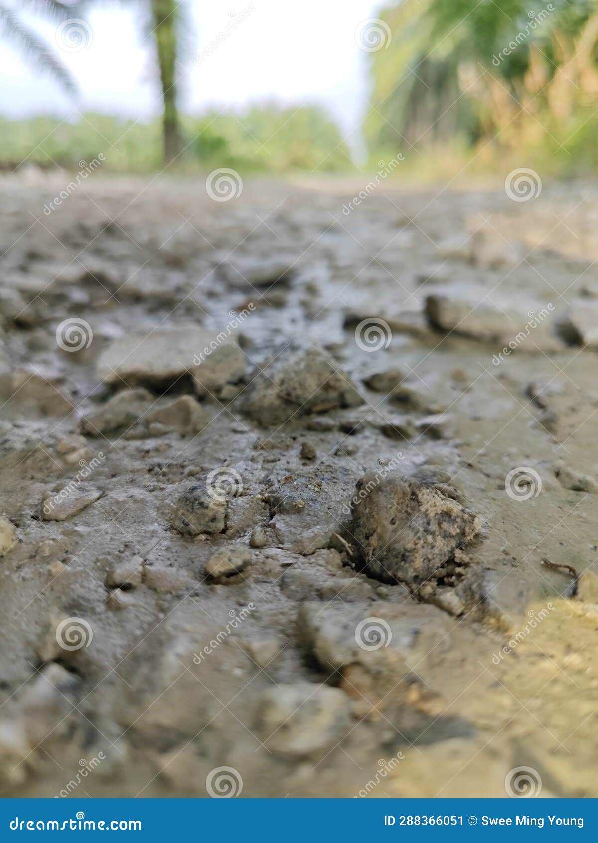 Dried Up Puddle Left with Stones Along the Pathway Stock Image - Image ...