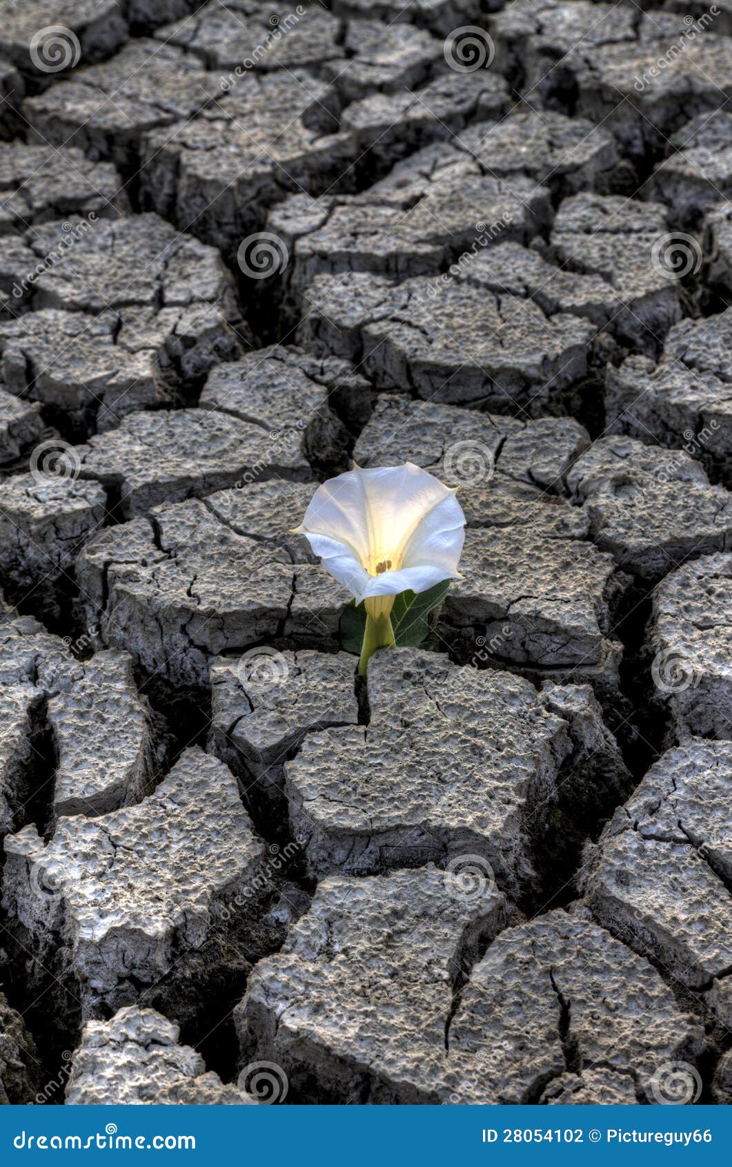 Dried up River Bed stock photo. Image of dryness, earth - 28054102