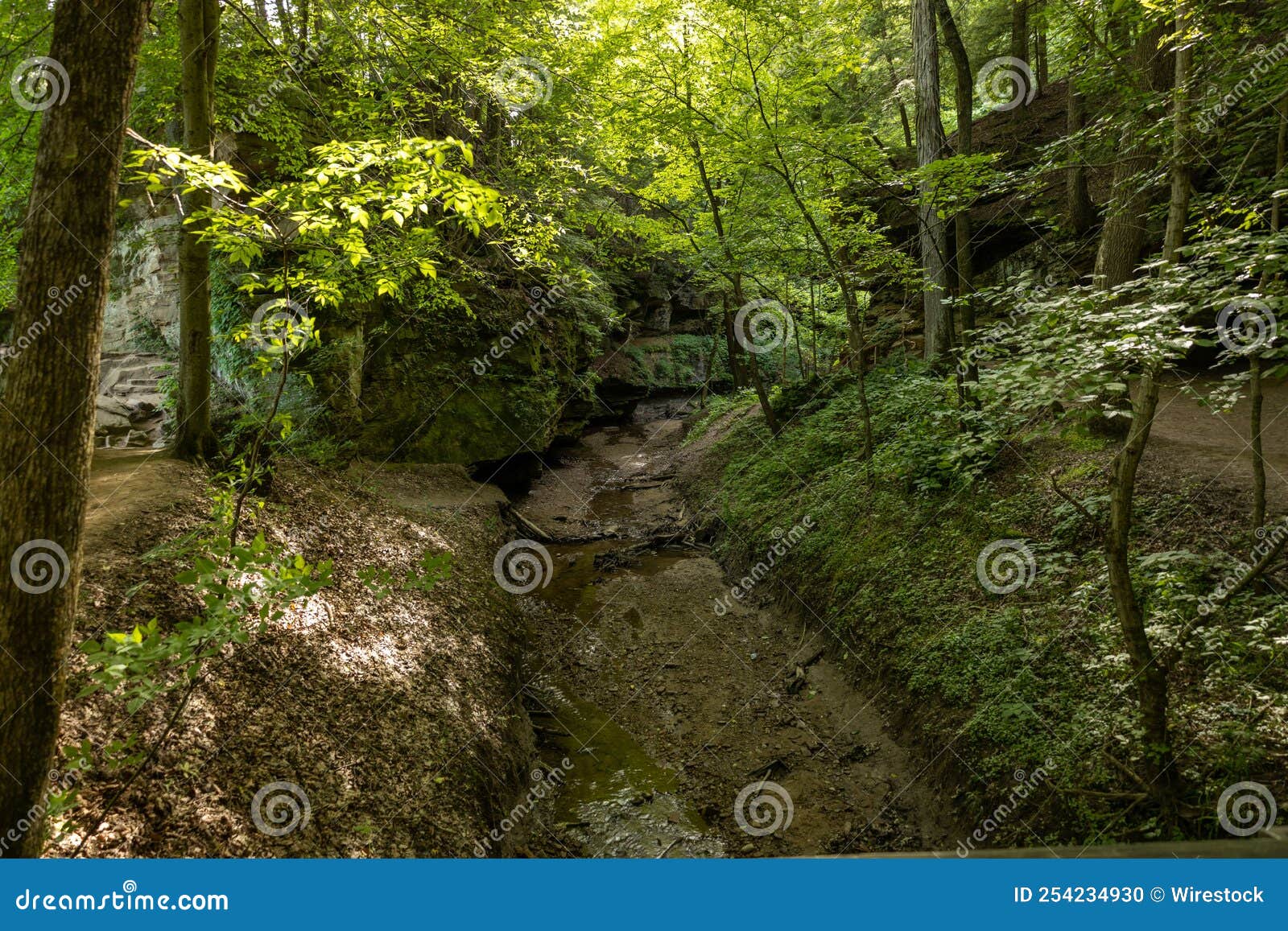 Dried Up River in the Forest Stock Photo - Image of outside ...